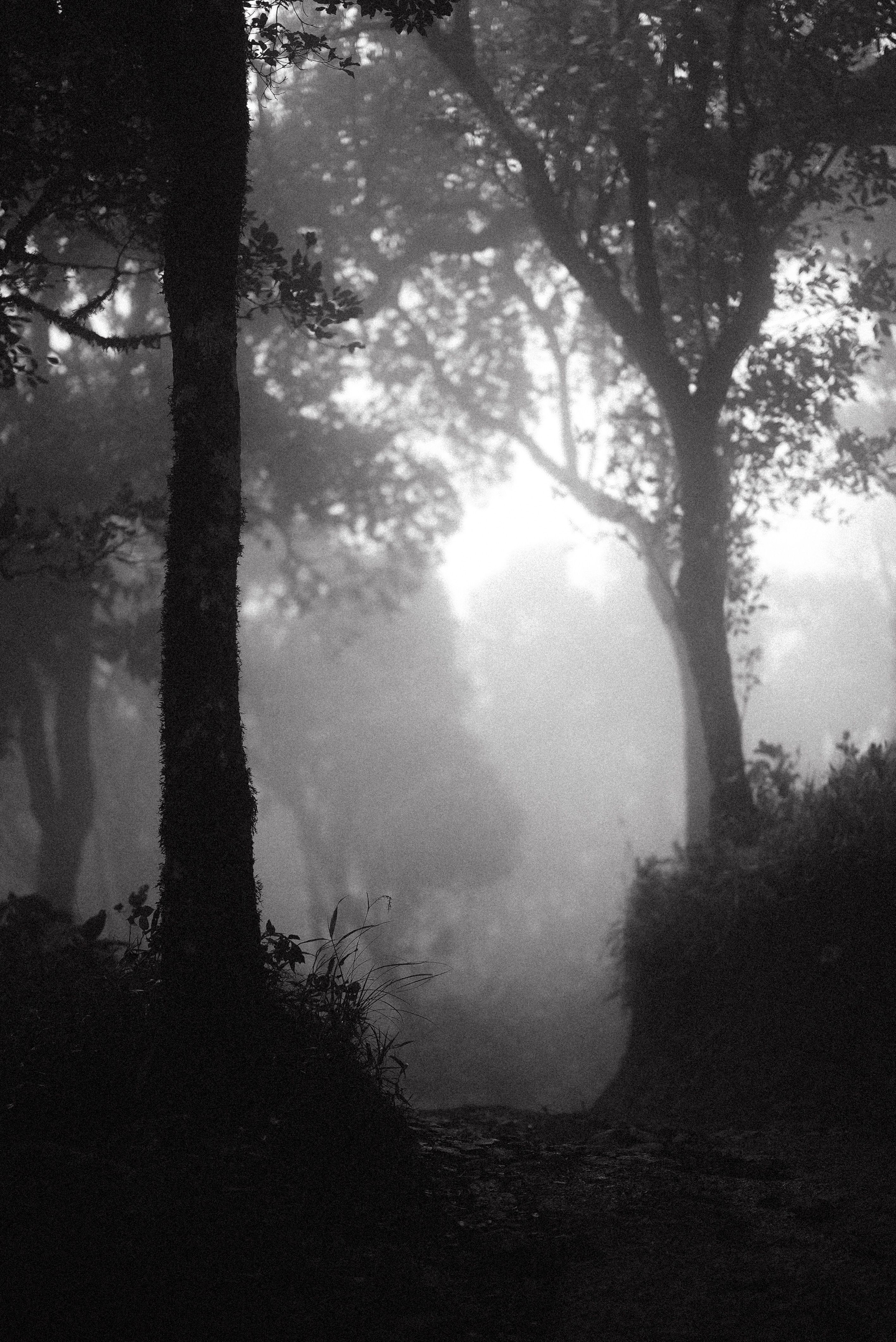 Greyscale Photo Of Trees · Free Stock Photo