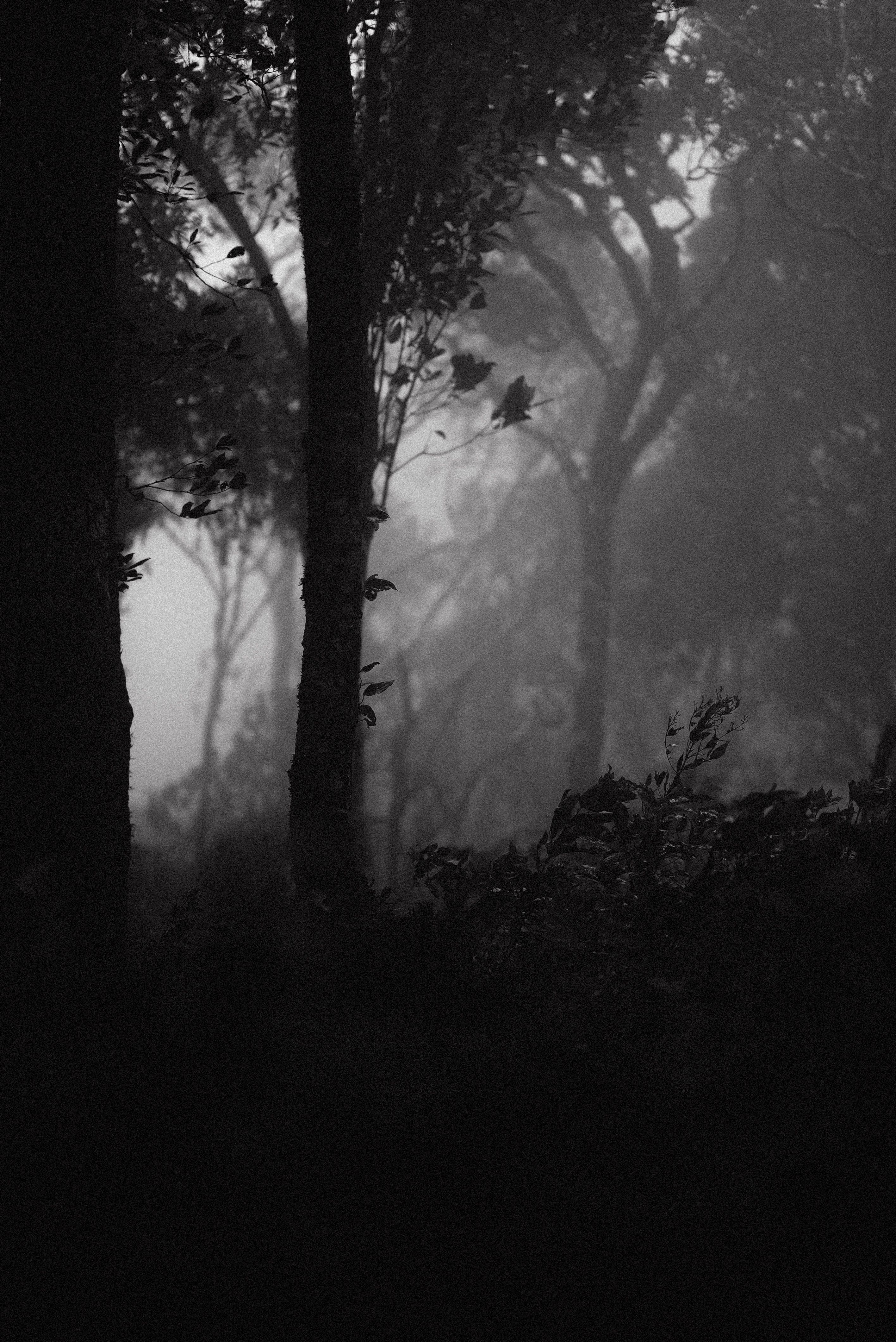 Greyscale Photo Of Trees · Free Stock Photo