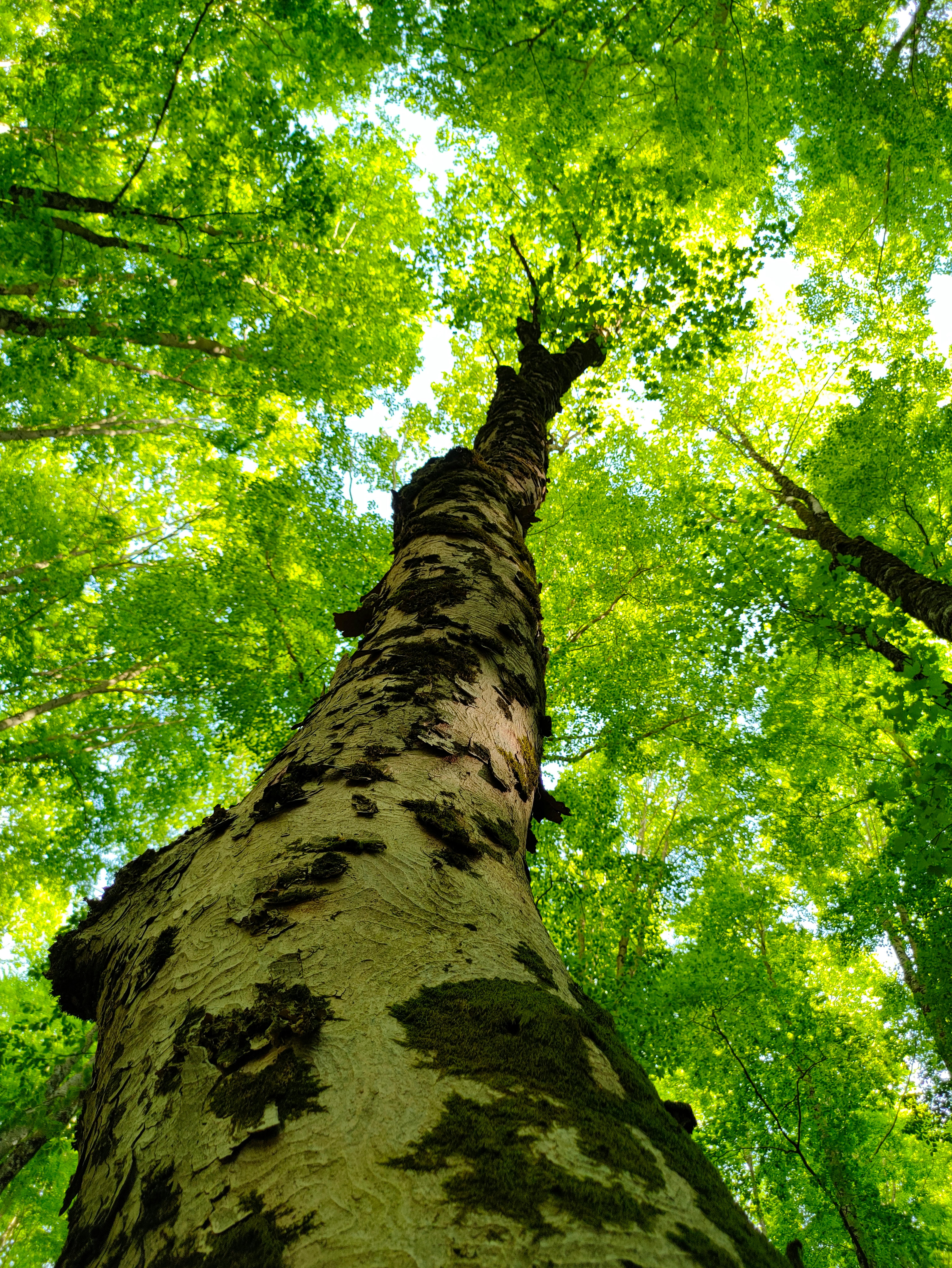 Low Angle Photography of Trees · Free Stock Photo