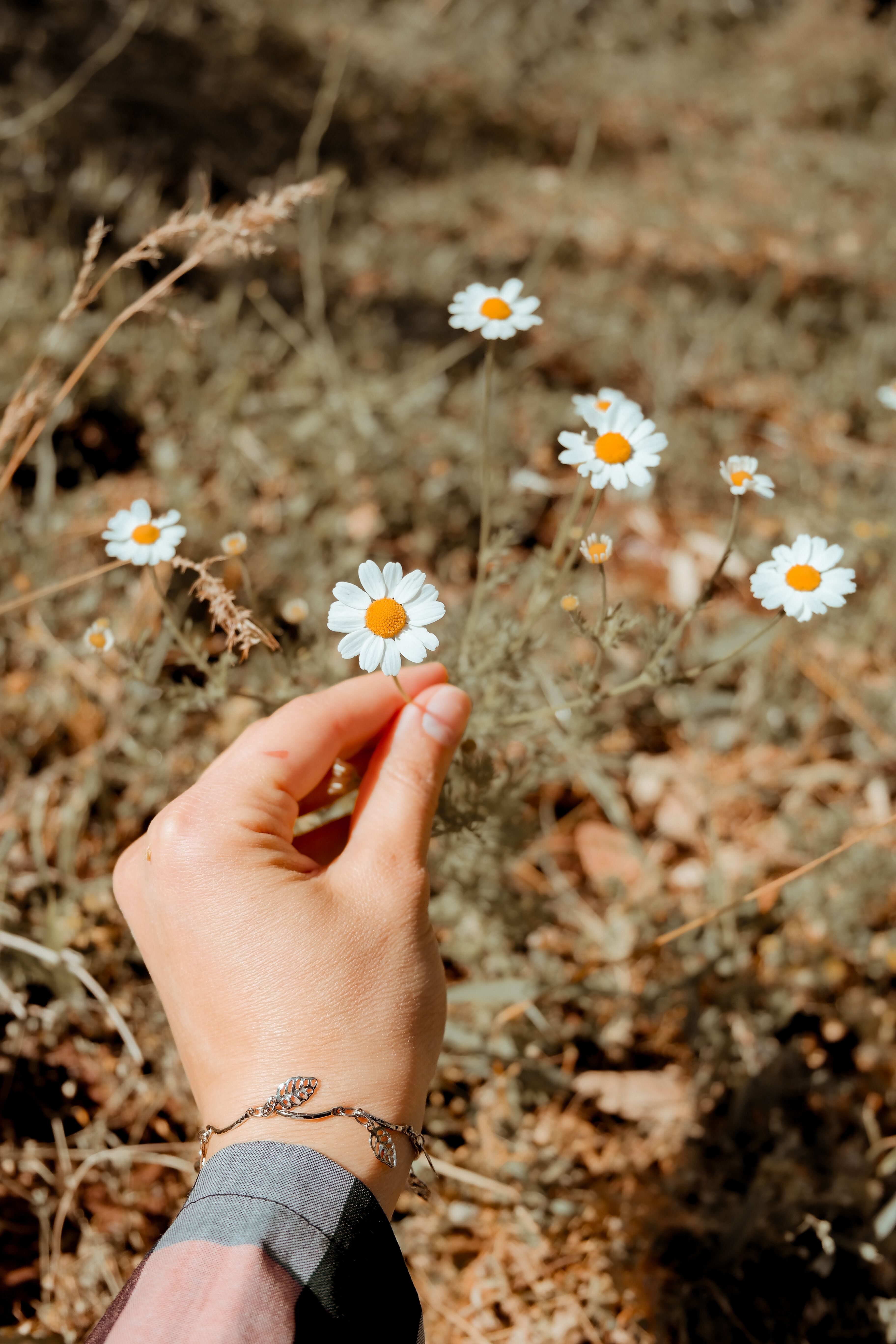 A Person Picking White Daisy Flowers · Free Stock Photo