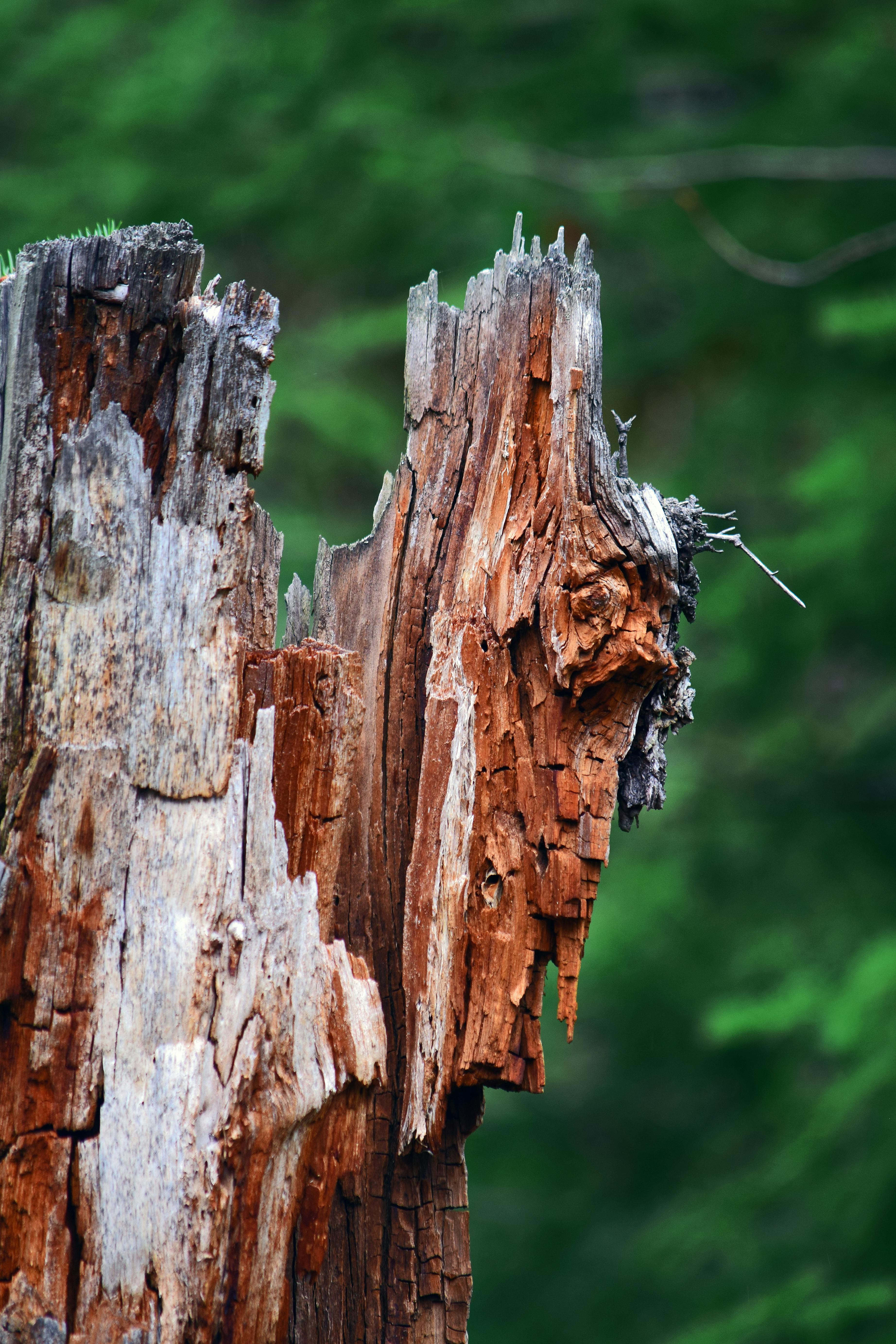 Close up of Broken Tree Bark · Free Stock Photo