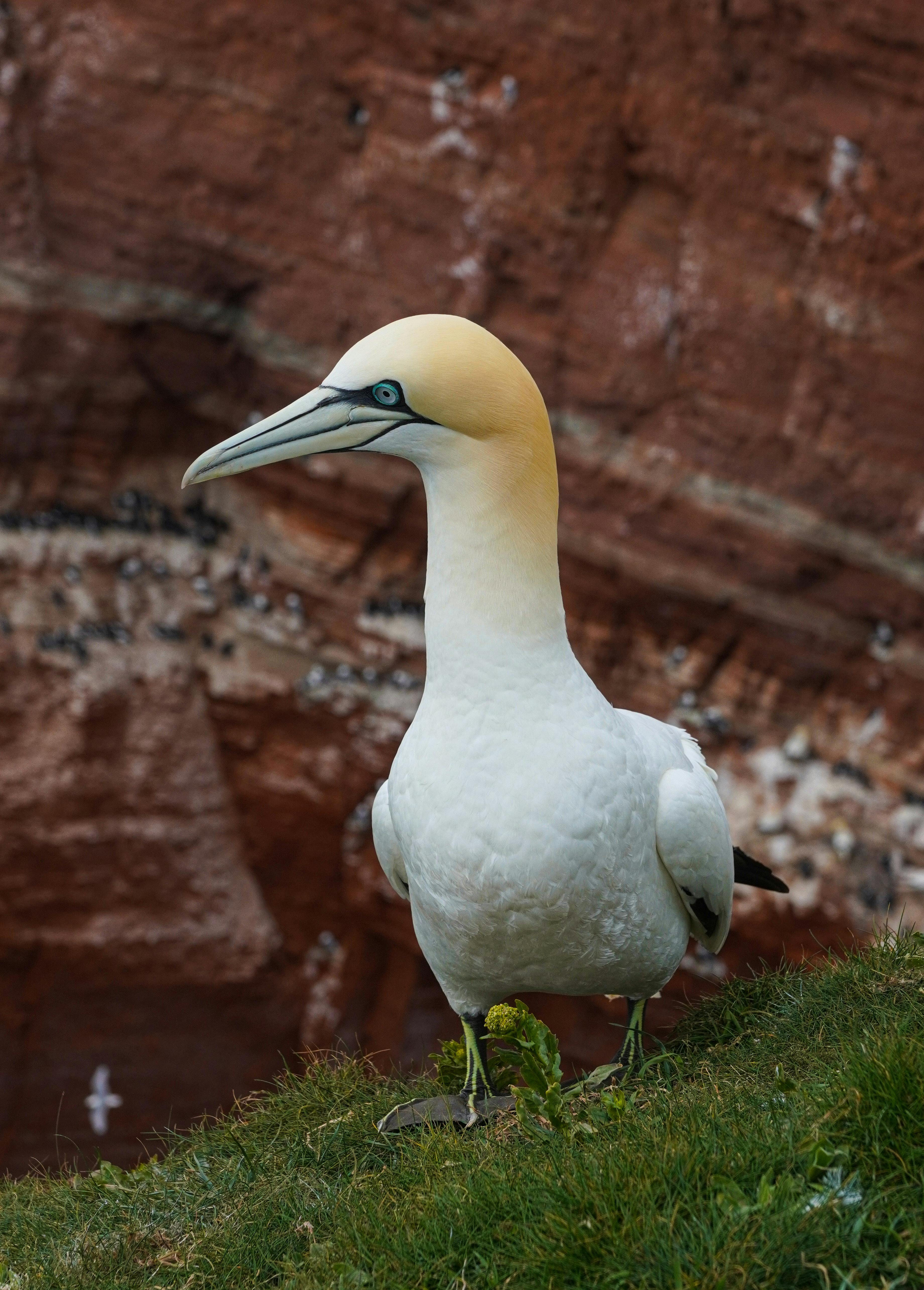 A Close-Up Shot of a Northern Gannet · Free Stock Photo