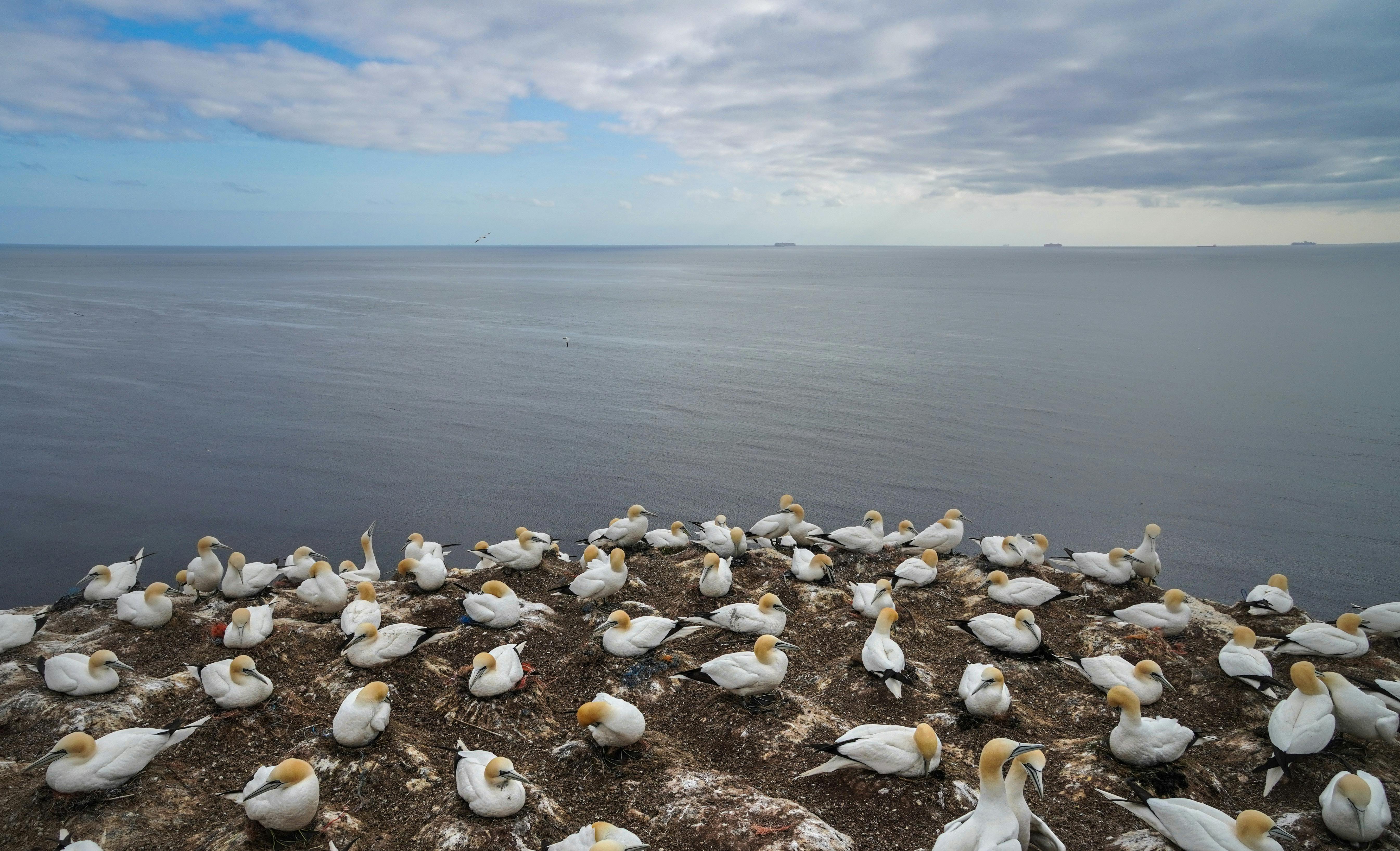 Photo of a Birds Colony at the Sea · Free Stock Photo