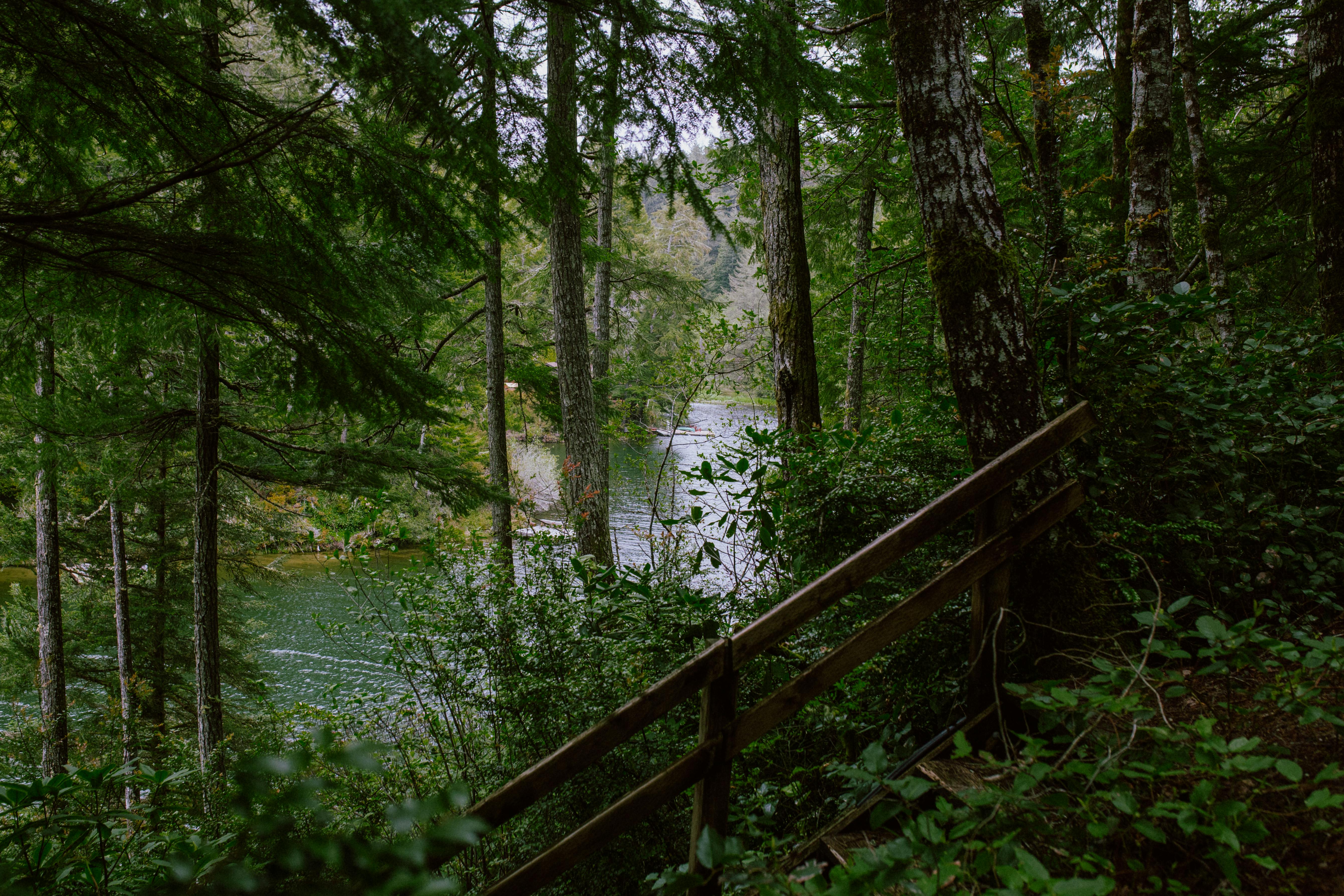 A River on the Forest · Free Stock Photo