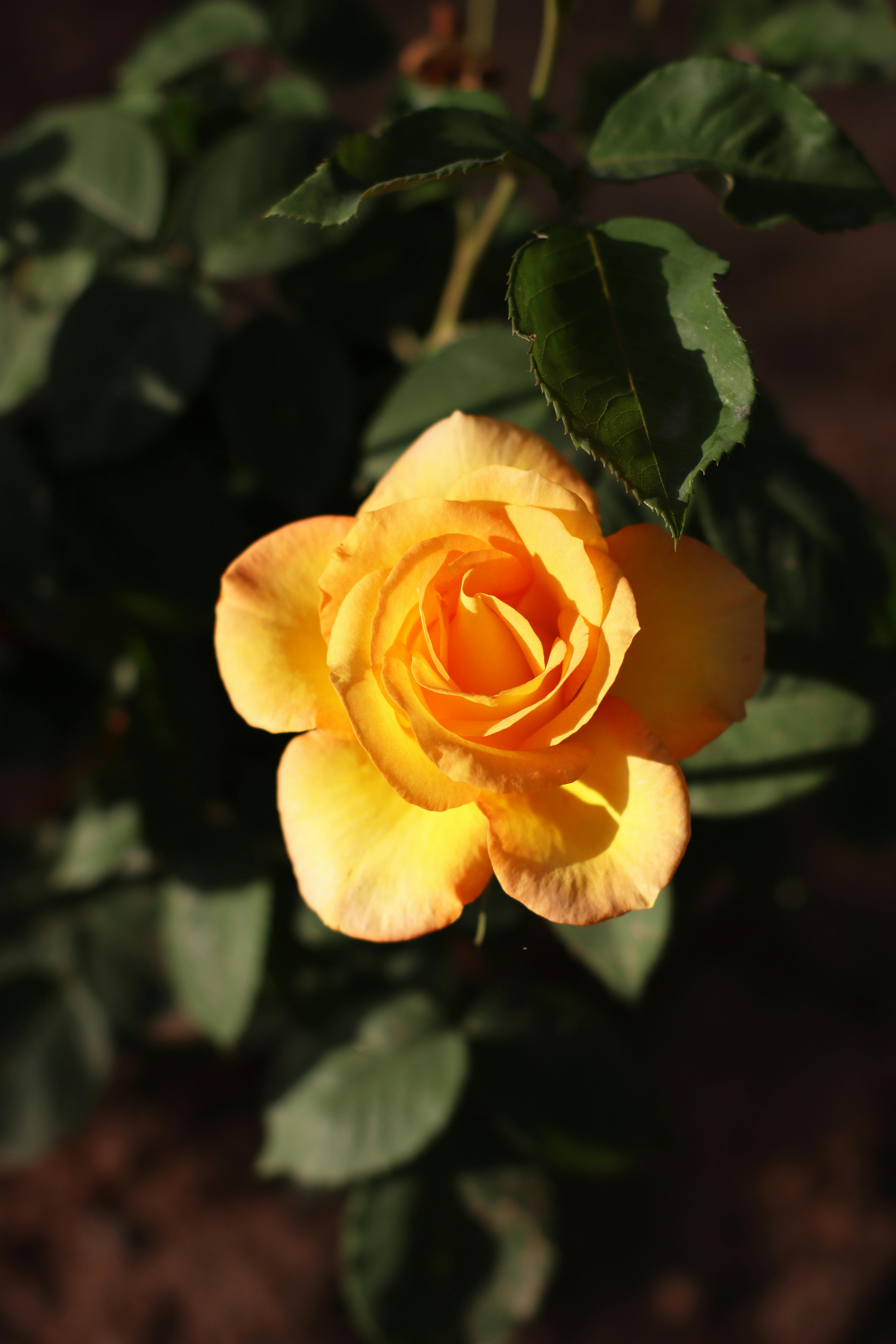 Blooming Yellow Rose in the Garden · Free Stock Photo