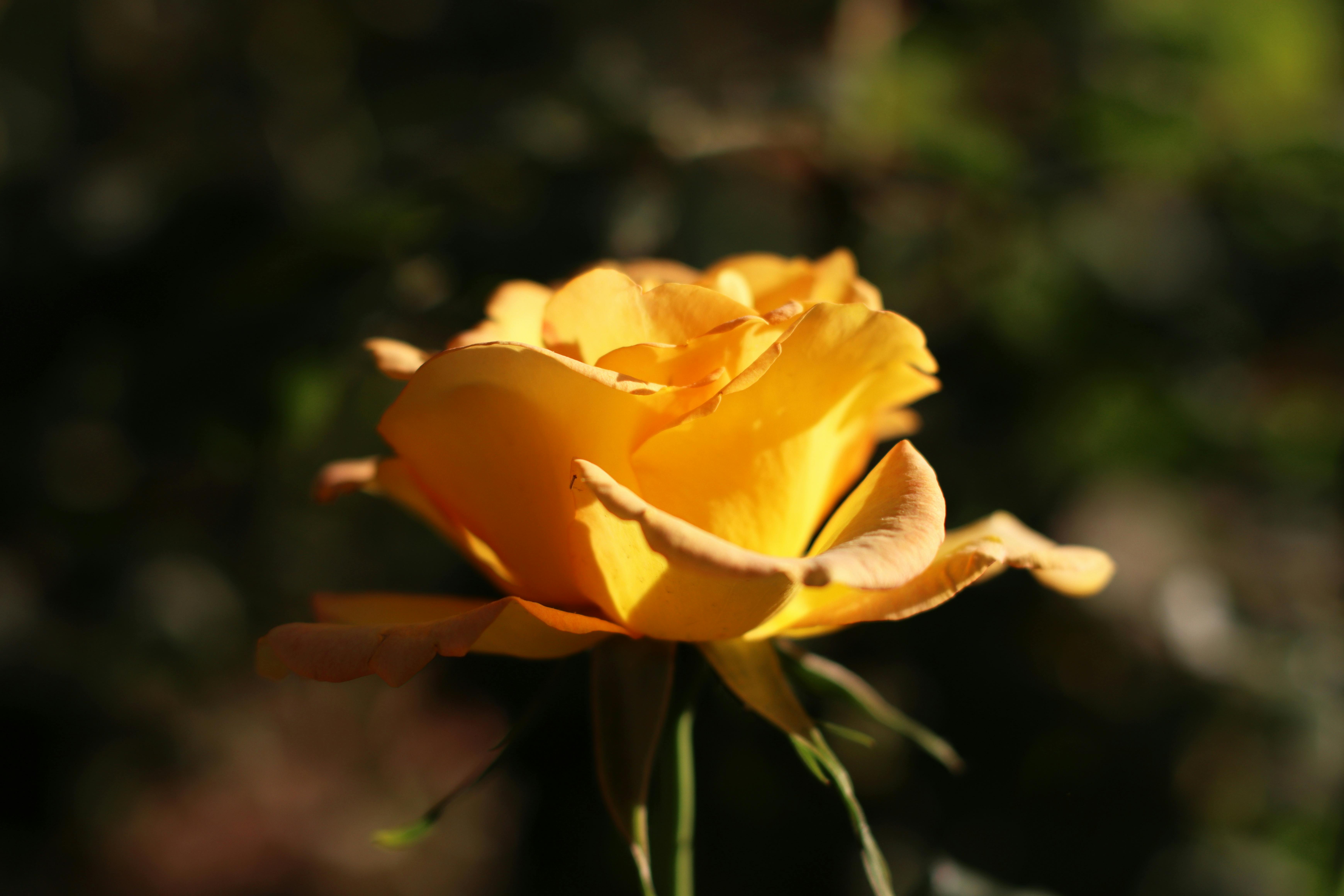 Close Up Photo of a Yellow Rose · Free Stock Photo