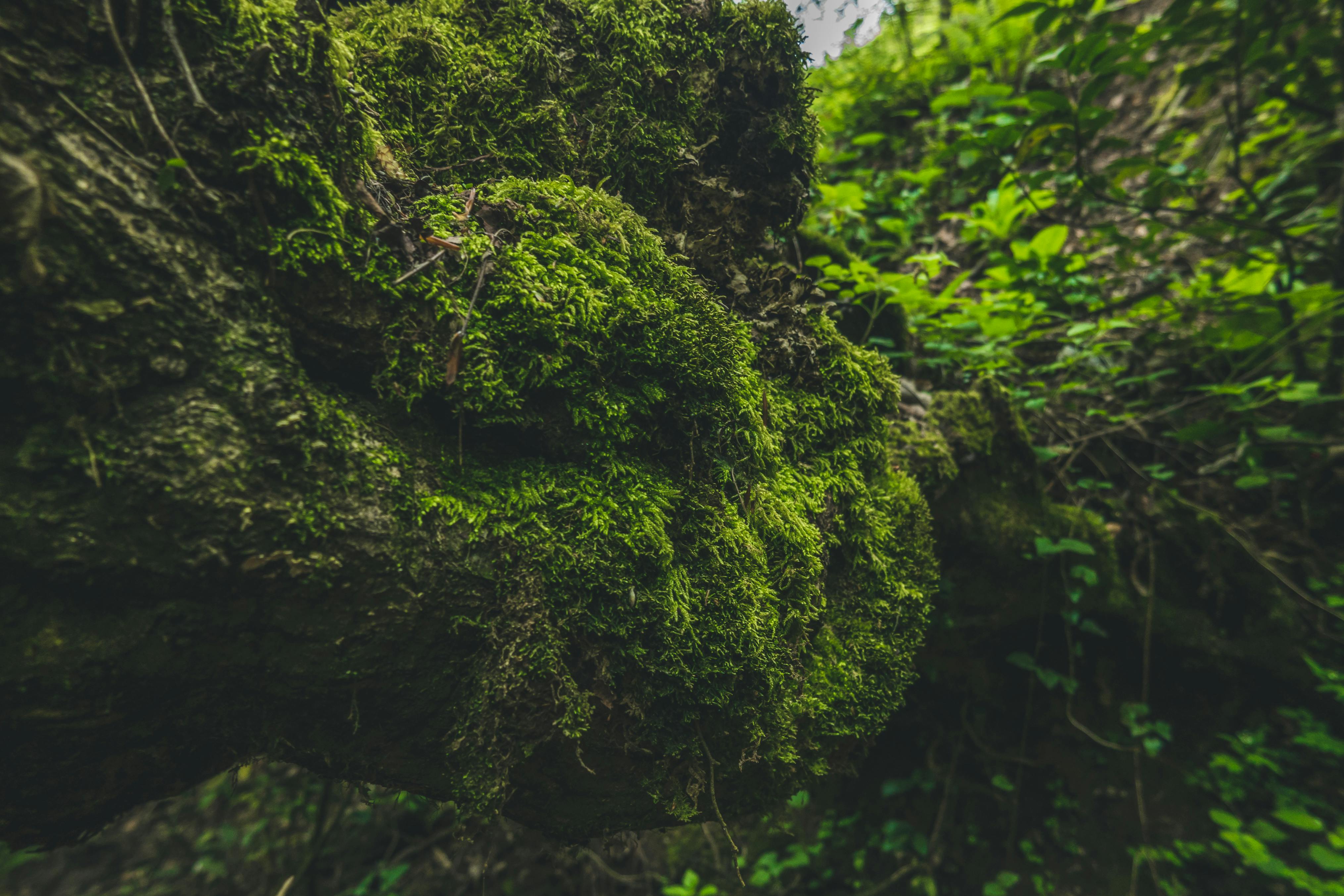 500+ Amazing Moss Photos Pexels · Free Stock Photos