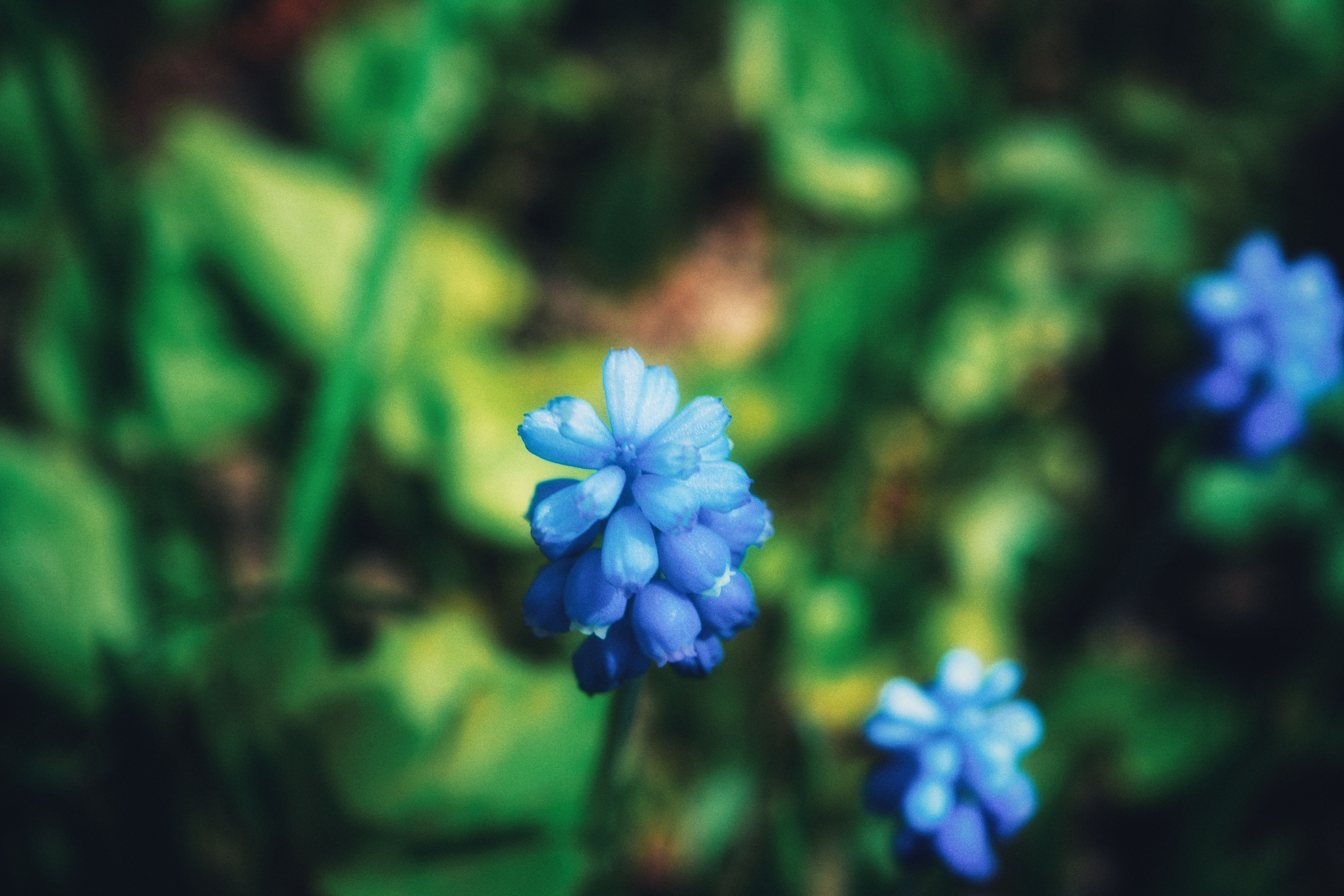 Blue and White Petaled Flower · Free Stock Photo