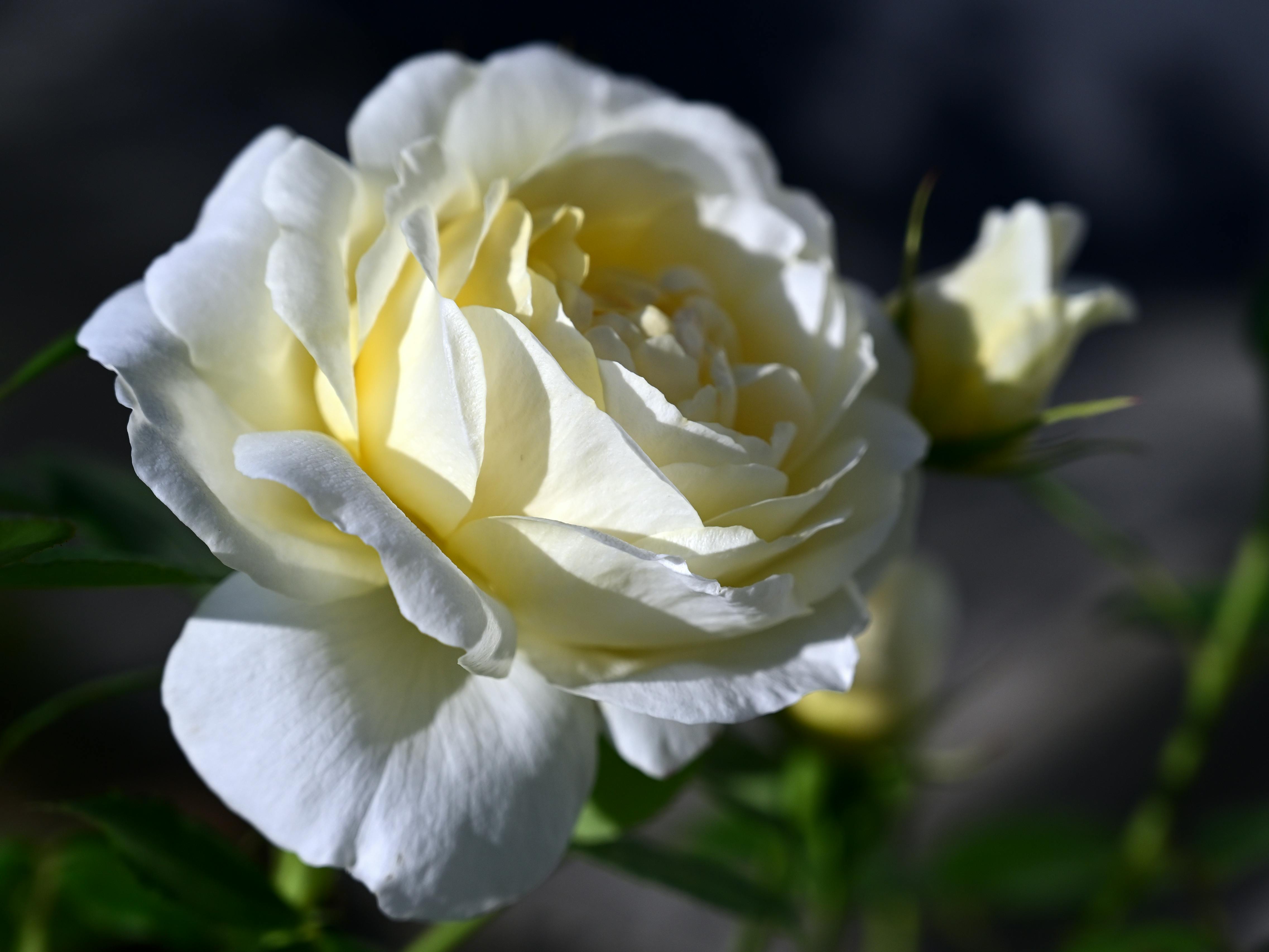 White Rose in Bloom · Free Stock Photo