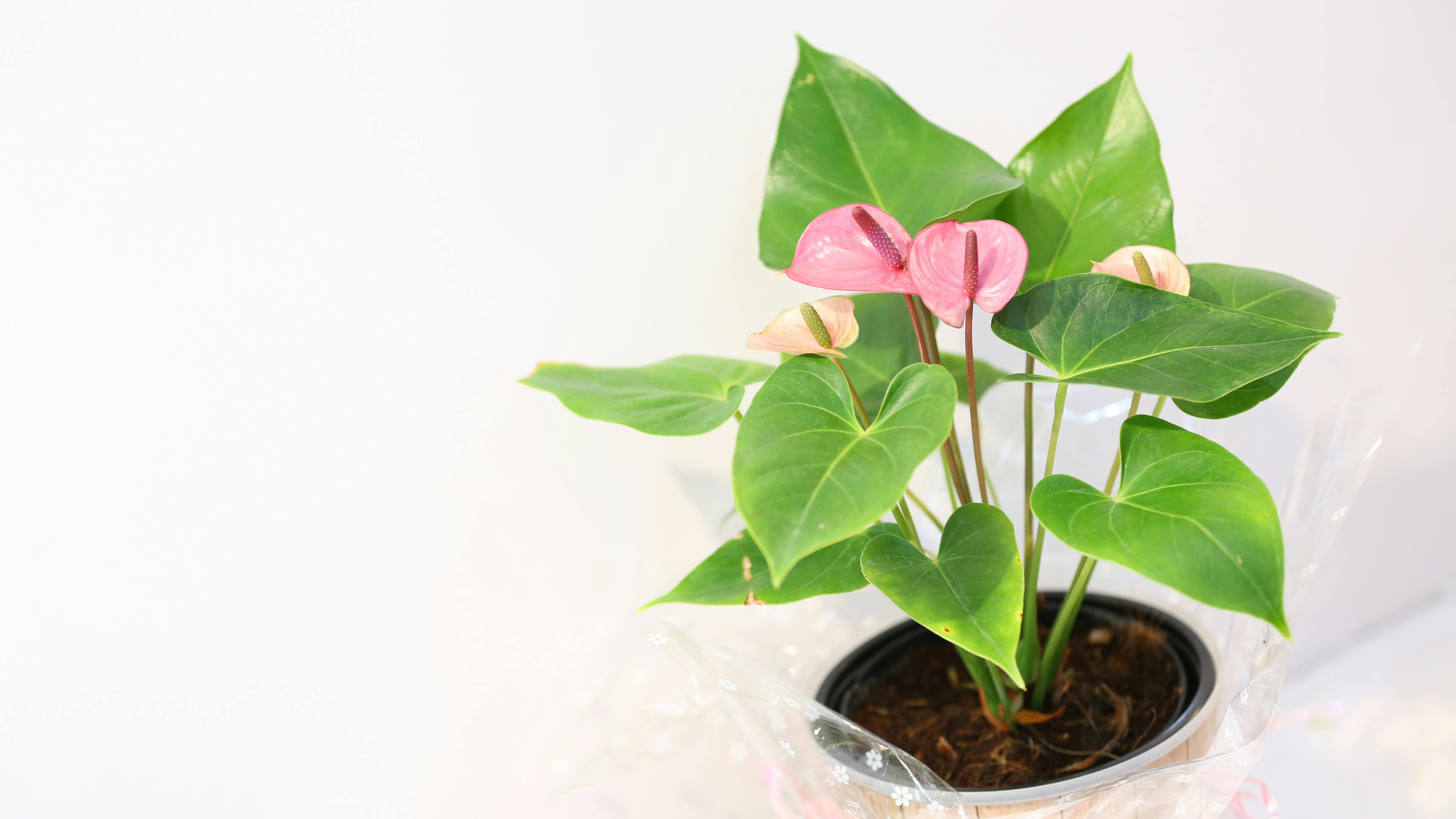 Pixel unit - Fotografía