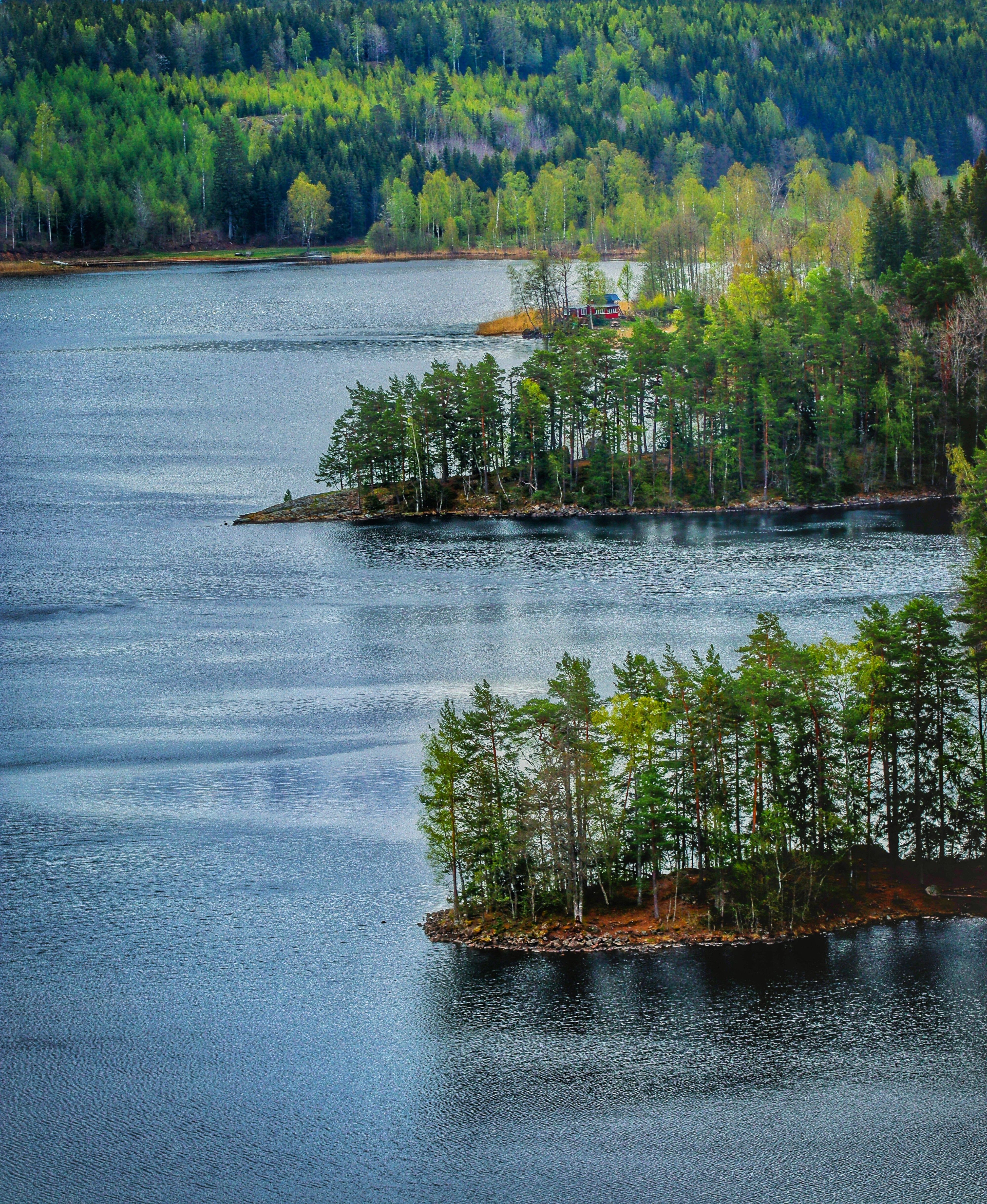 Pine Trees on Lakeshore · Free Stock Photo