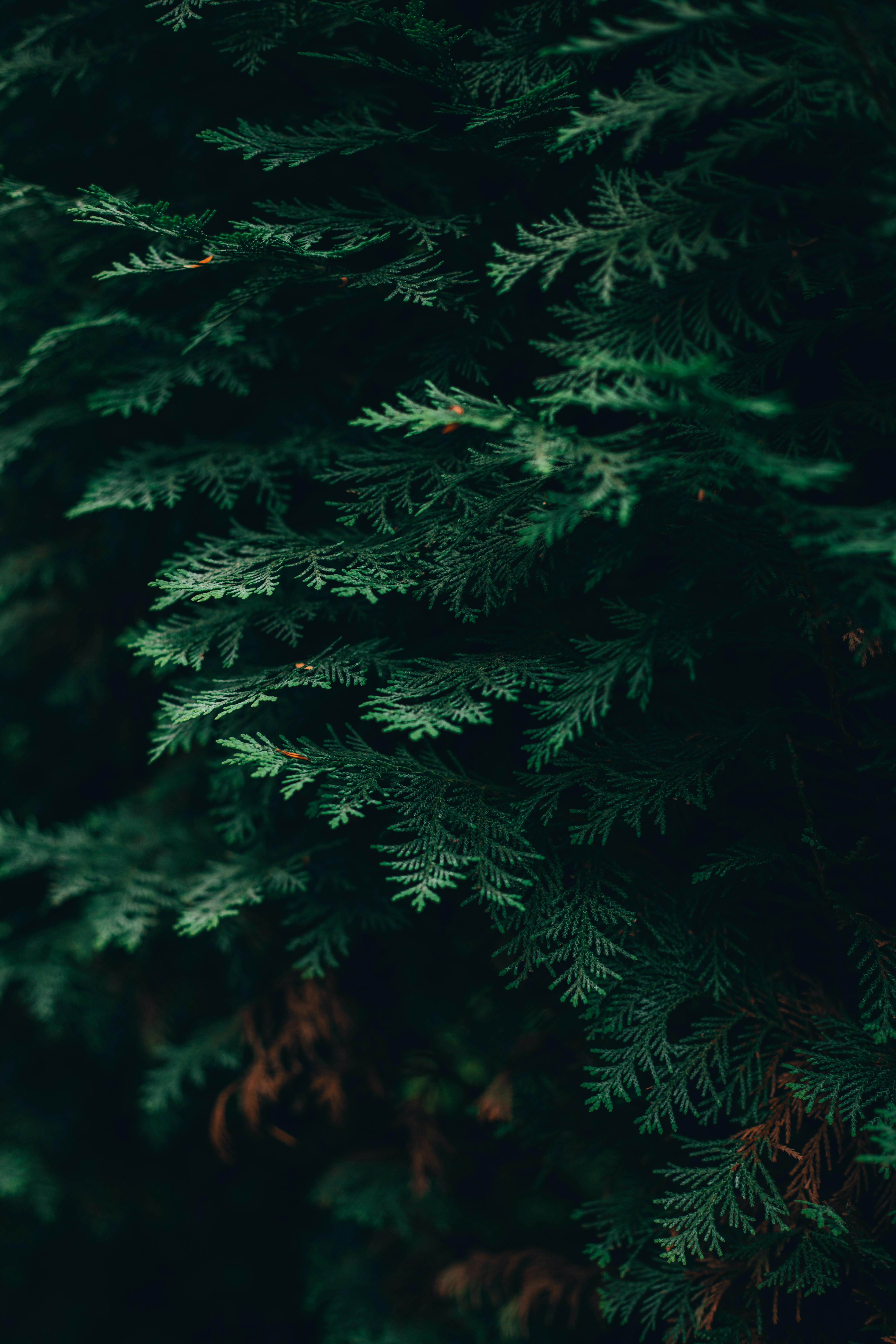 Fir Tree in the Forest · Free Stock Photo