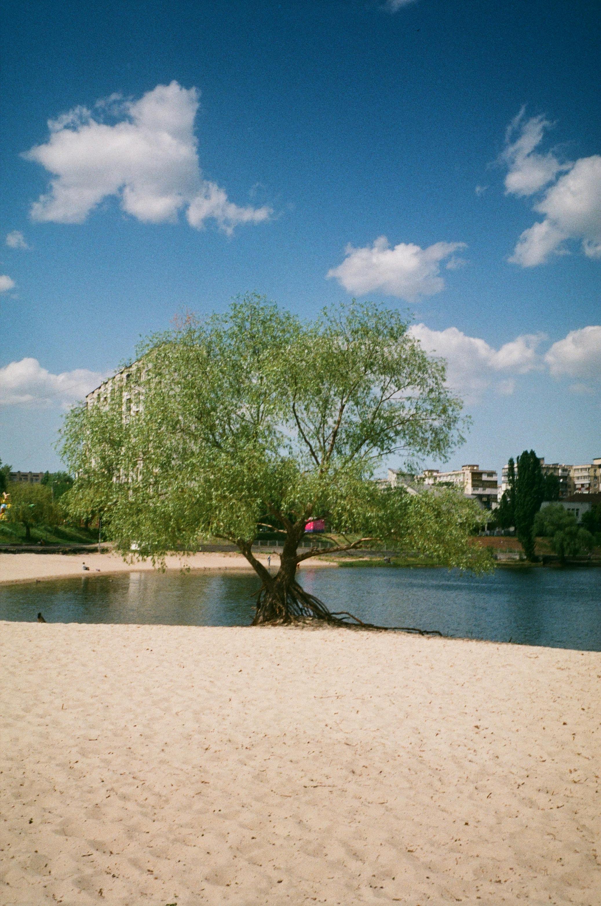 Green Tree Near Body of Water · Free Stock Photo