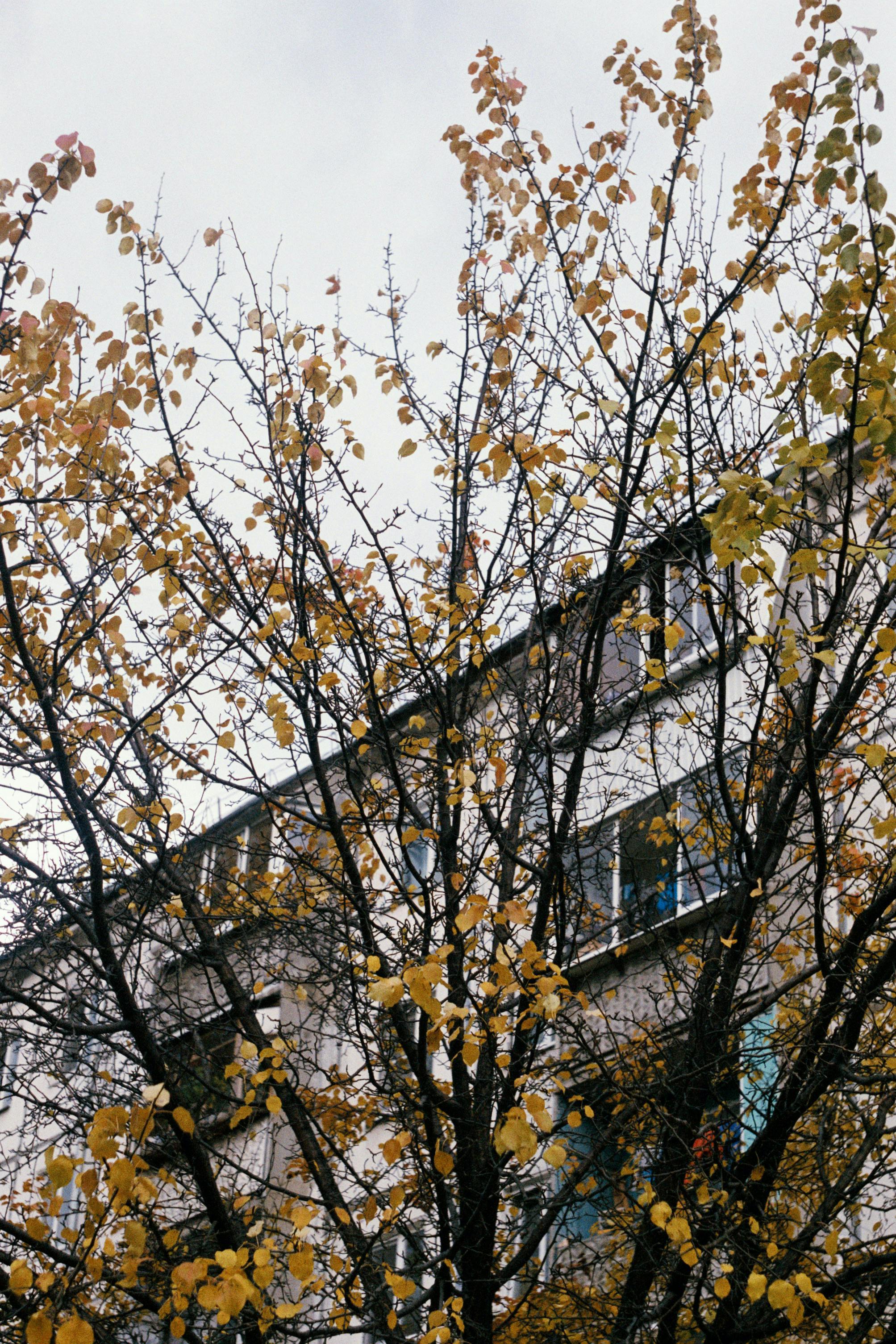 Scp 038 The Everything Tree Photos, Download Free Scp 038 The ...