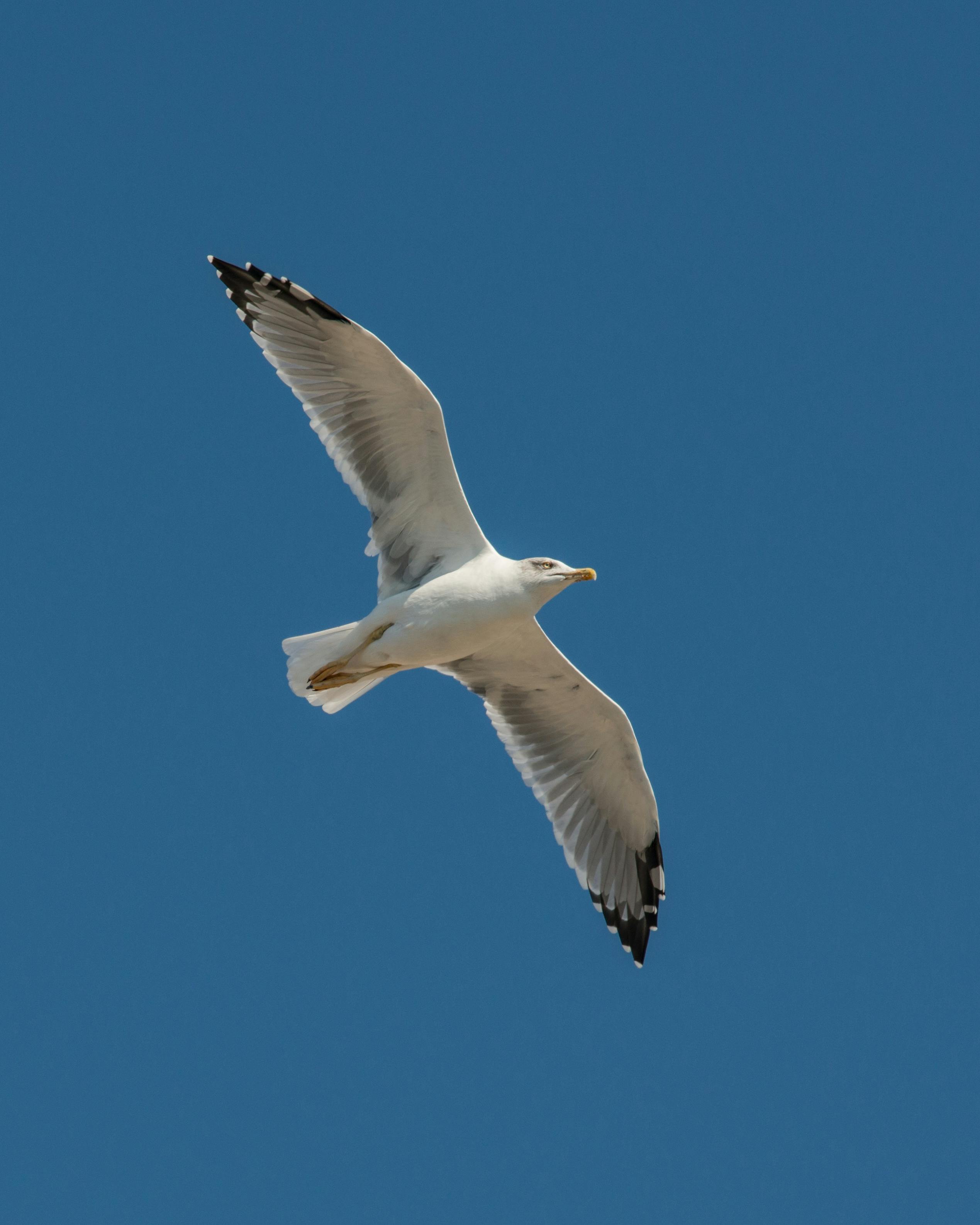 A Seagull Across the Blue Sky · Free Stock Photo