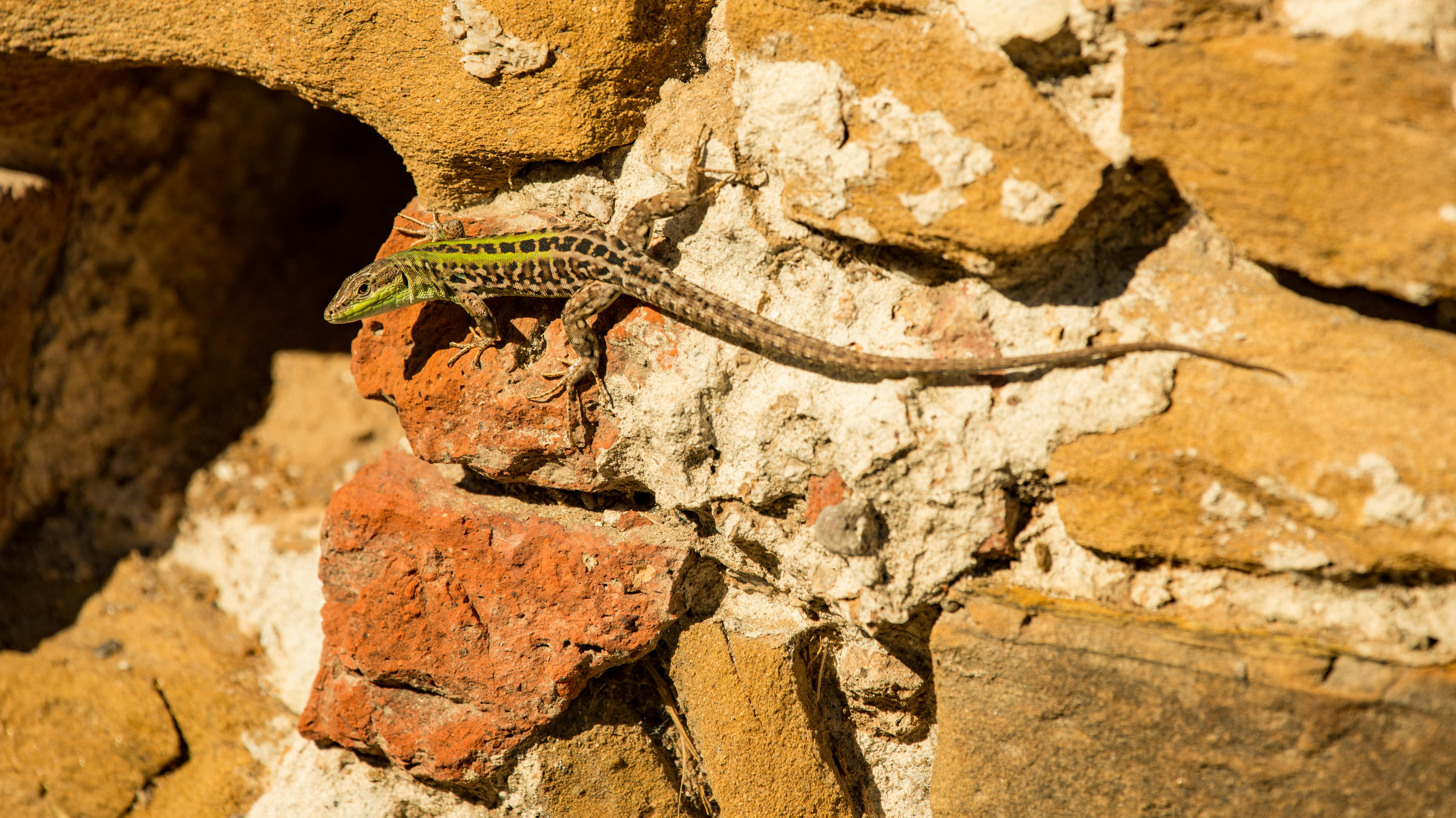 Italian Wall Lizard Photos, Download The BEST Free Italian Wall Lizard ...