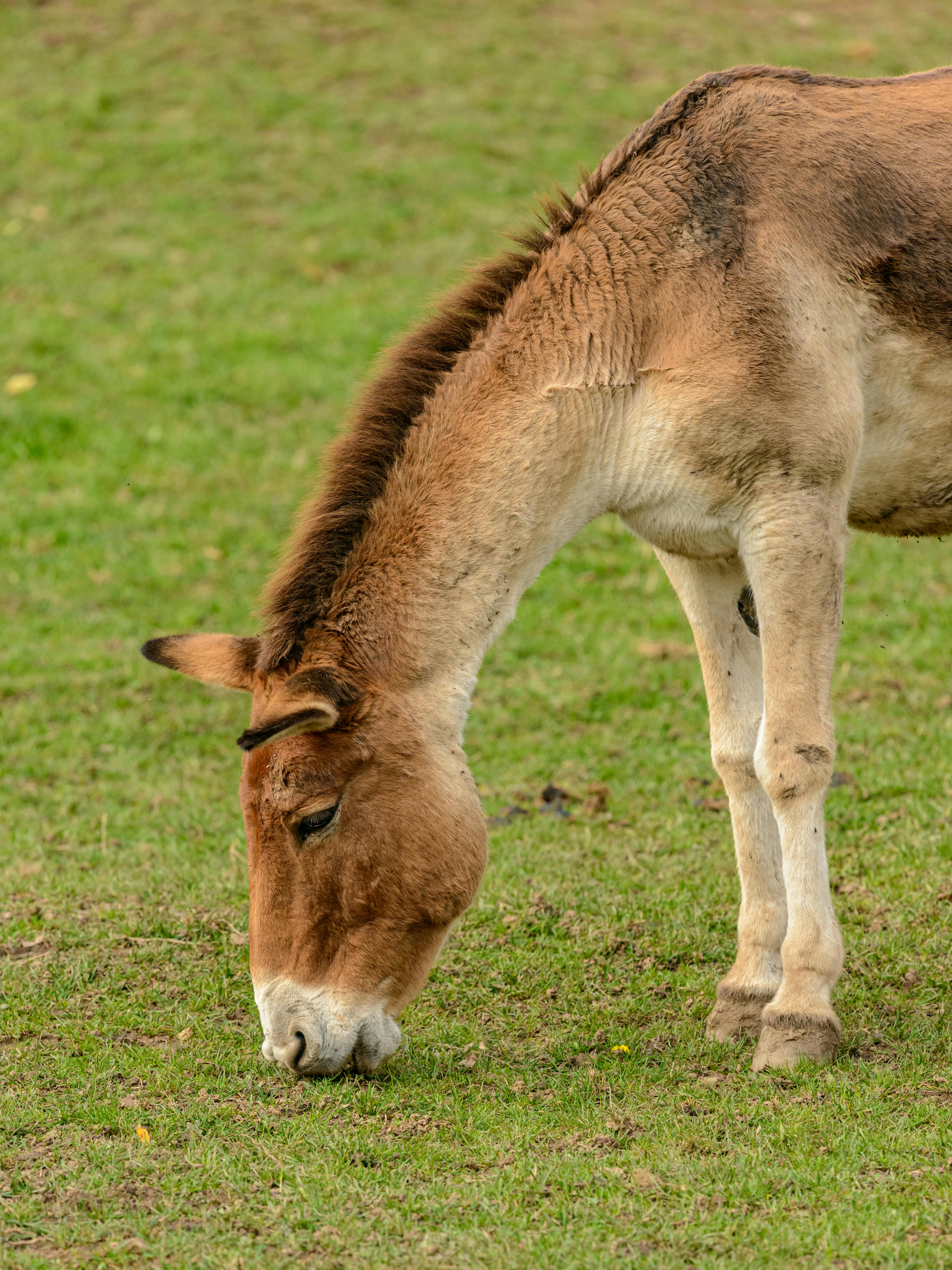 Turkmenian Kulan on a Pasture · Free Stock Photo