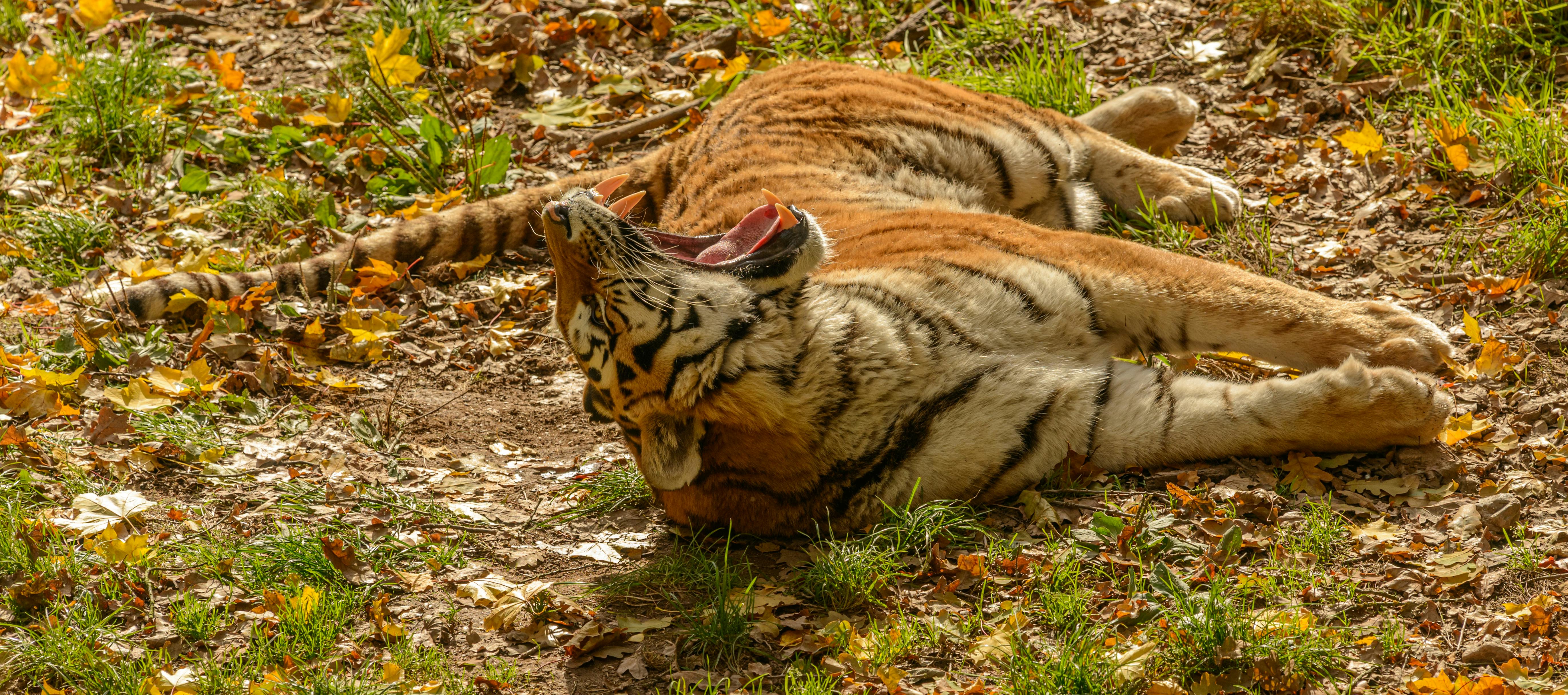 Tiger Lying on the Ground · Free Stock Photo