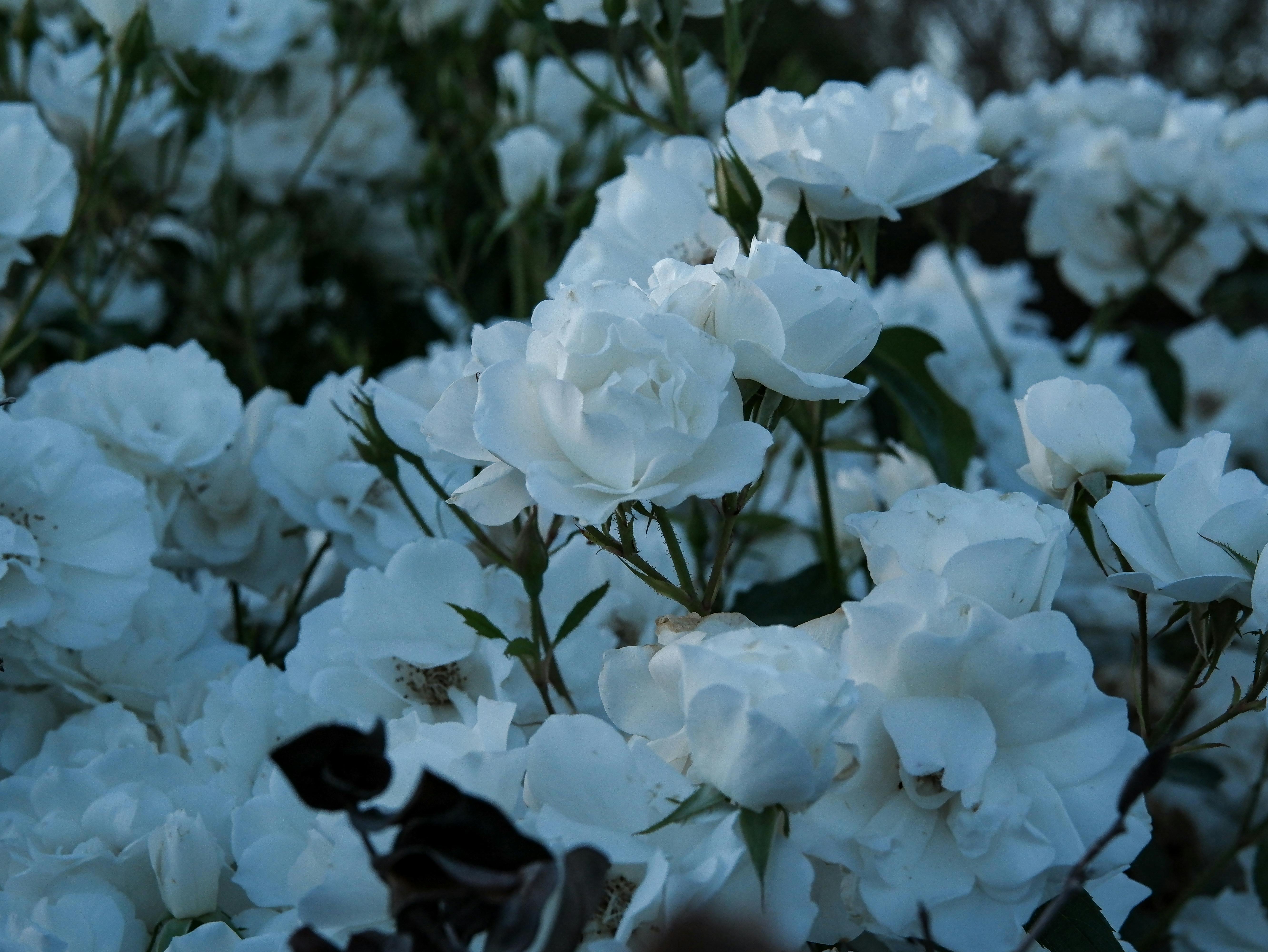 White Roses in Bloom · Free Stock Photo