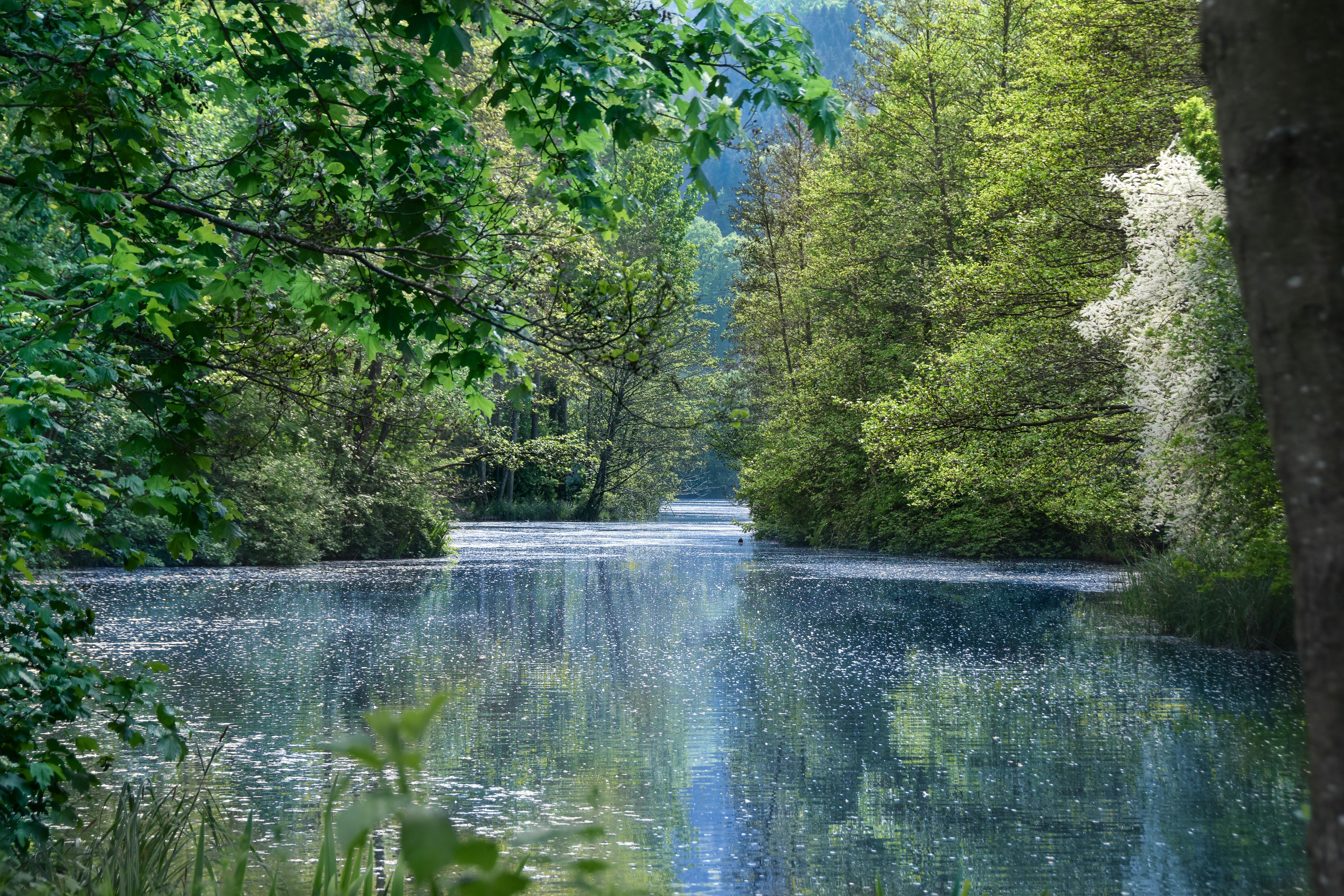 Green Trees Beside River · Free Stock Photo