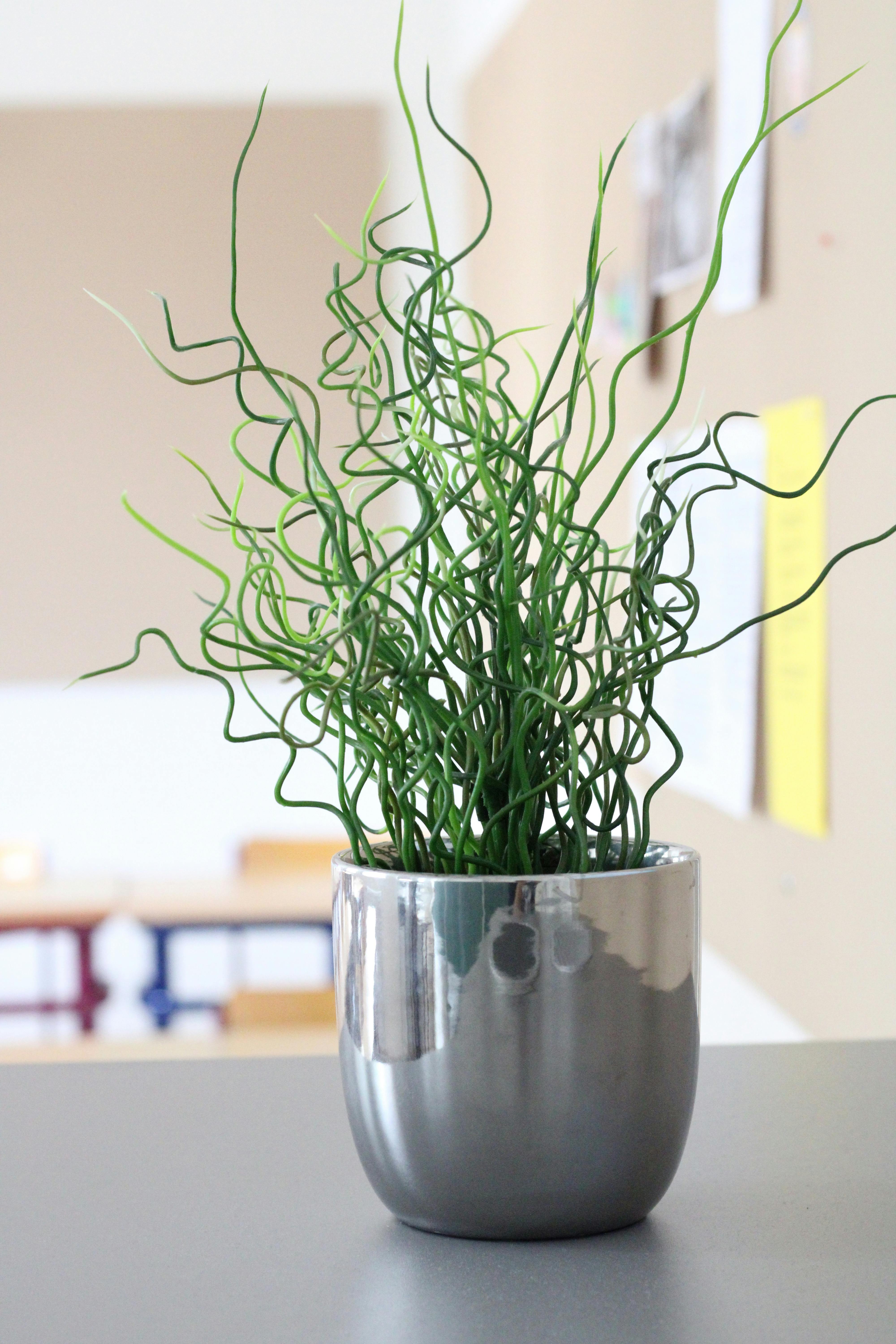 Corkscrew Grass Photos, Download Free Corkscrew Grass Stock Photos & HD ...