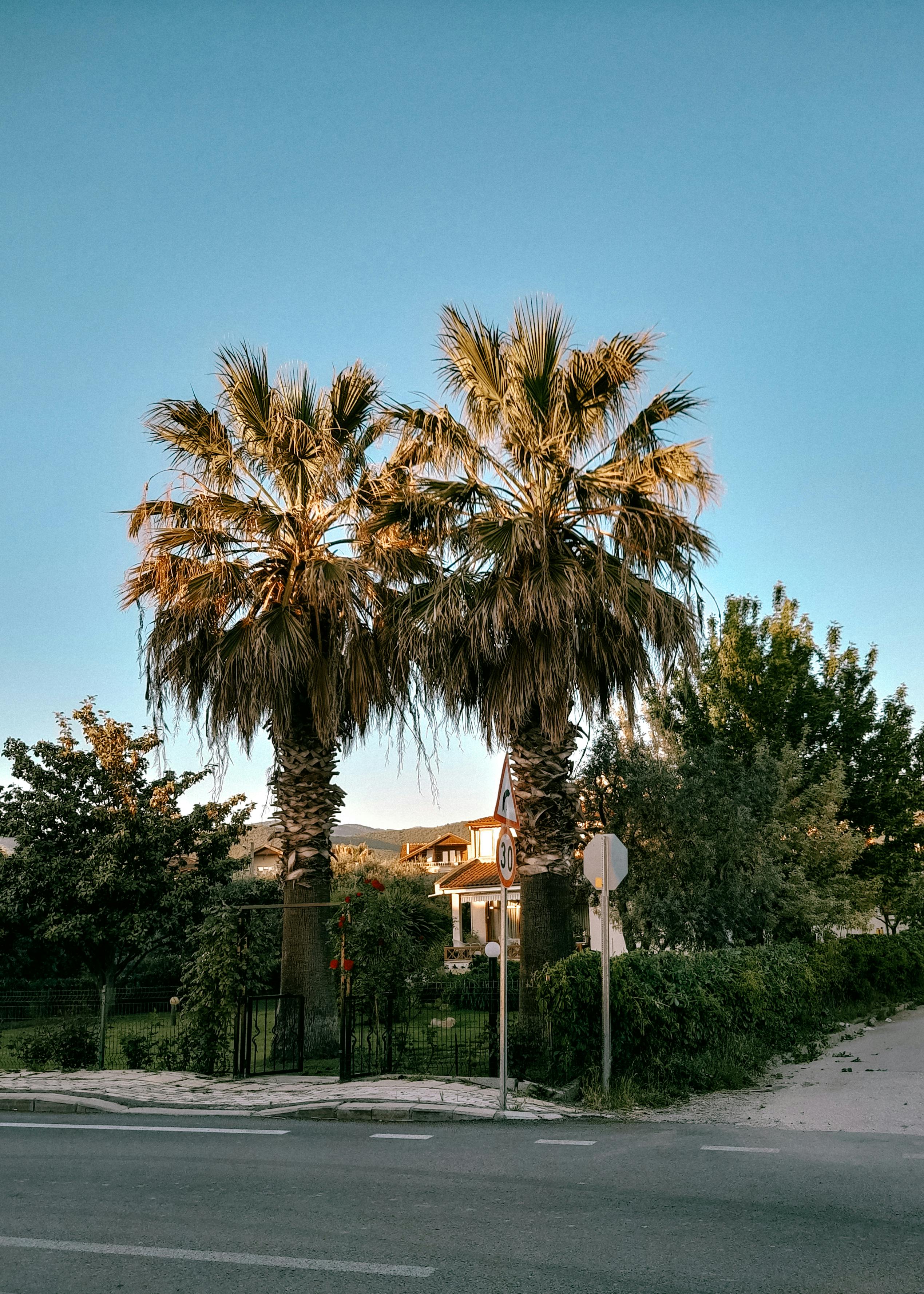 Palm Tree in Front of a House · Free Stock Photo