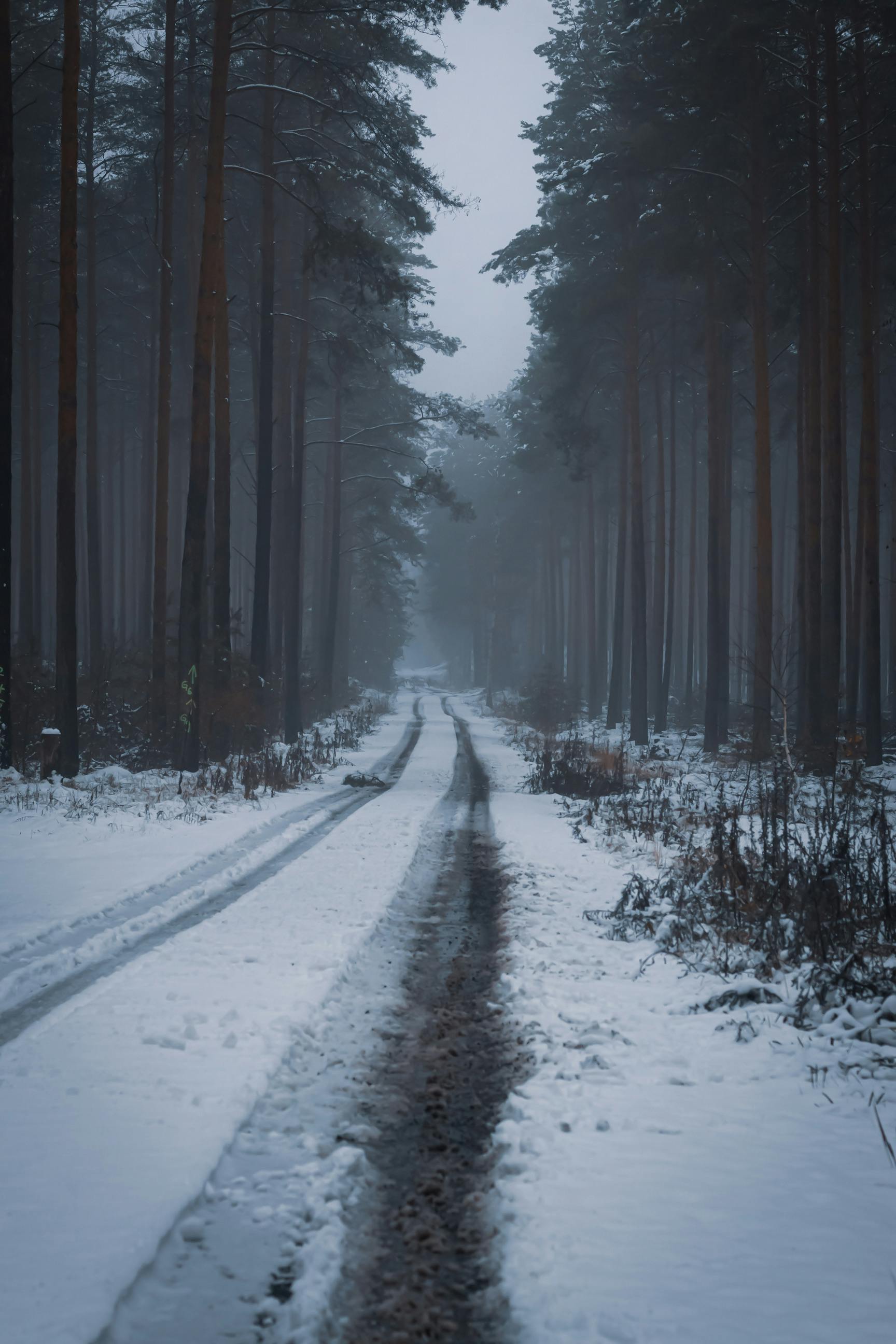 Snow Covered Road Between Trees · Free Stock Photo