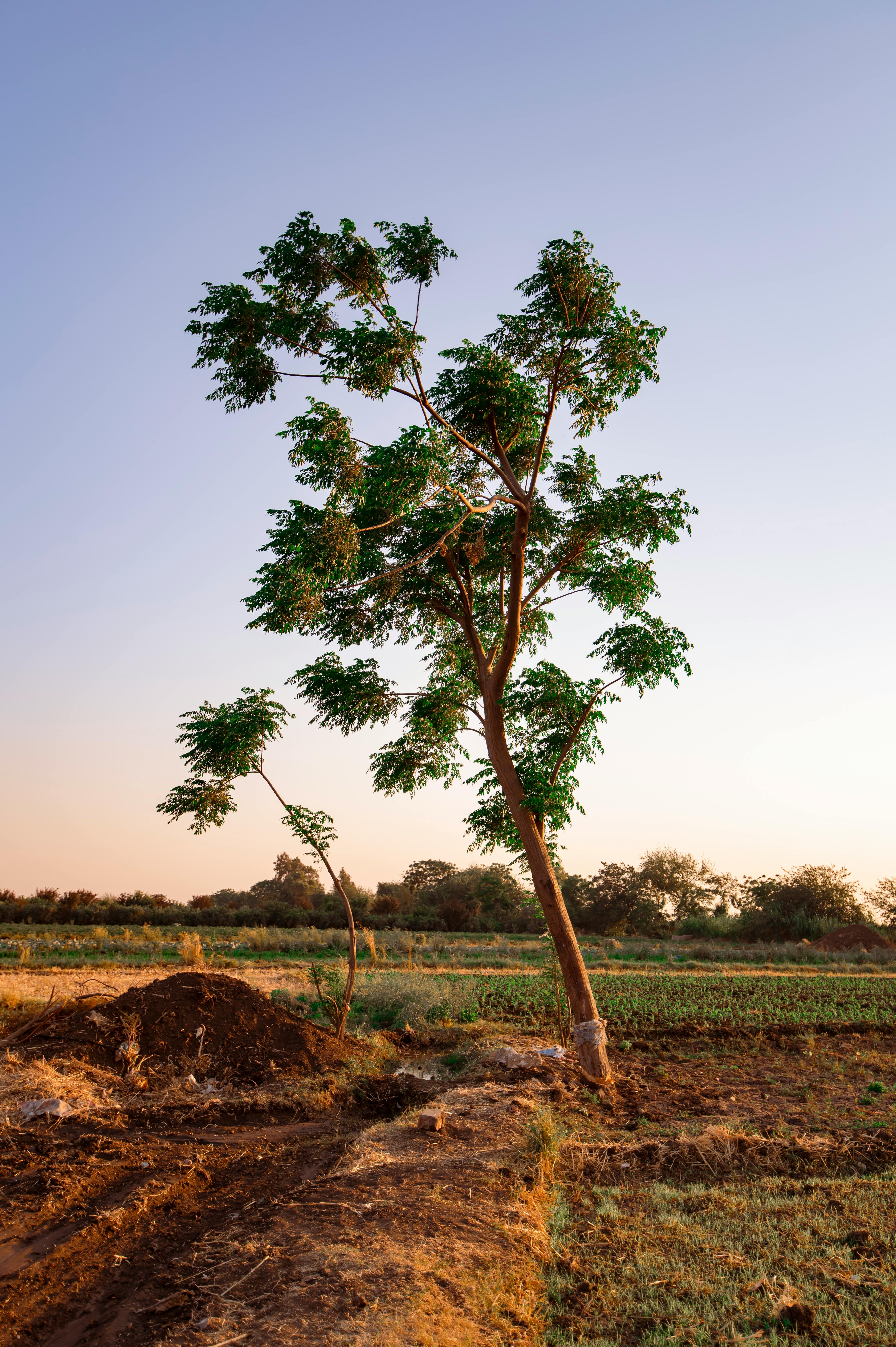 Tree in the Farm Field · Free Stock Photo