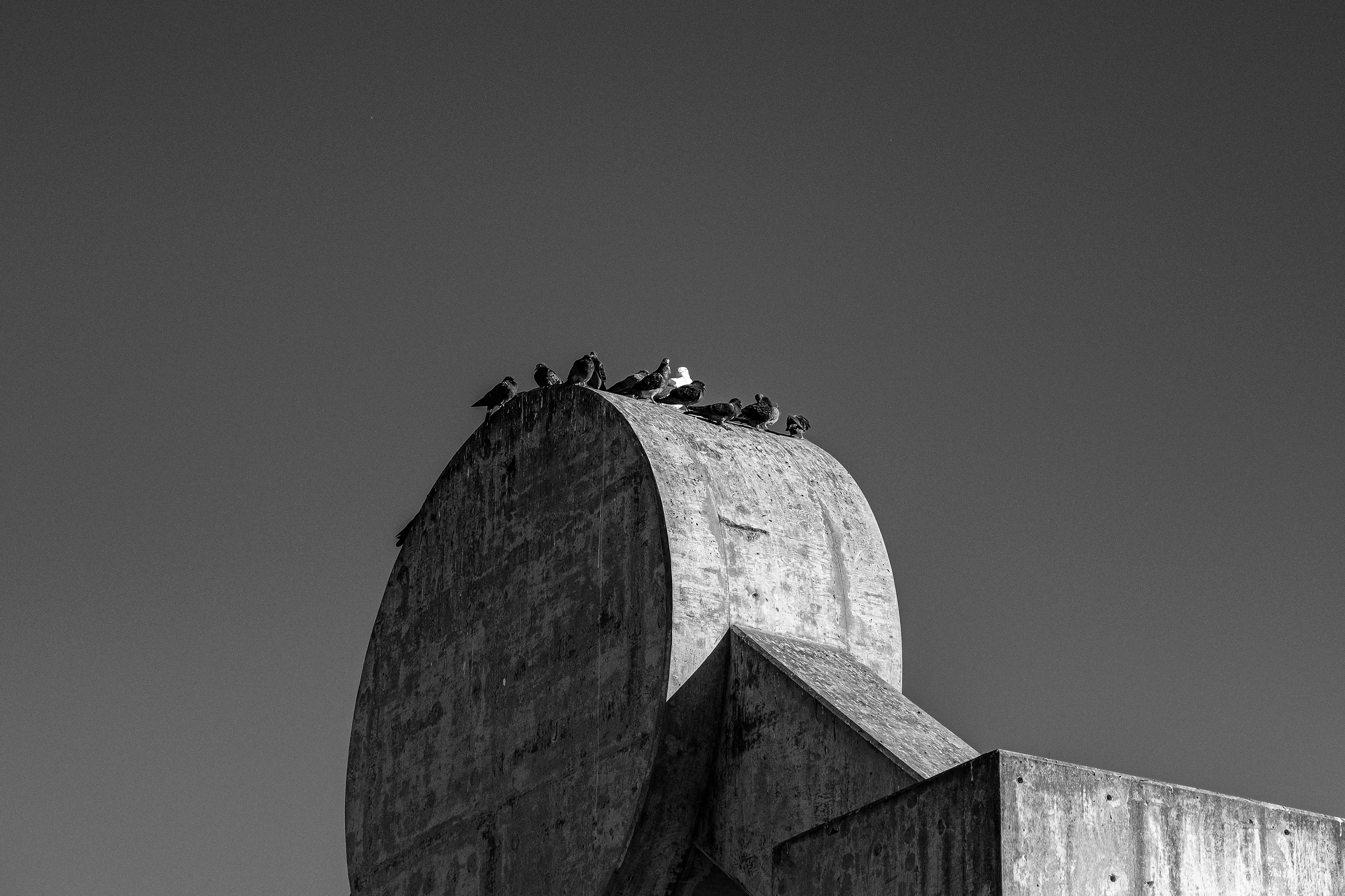 Birds on Building · Free Stock Photo