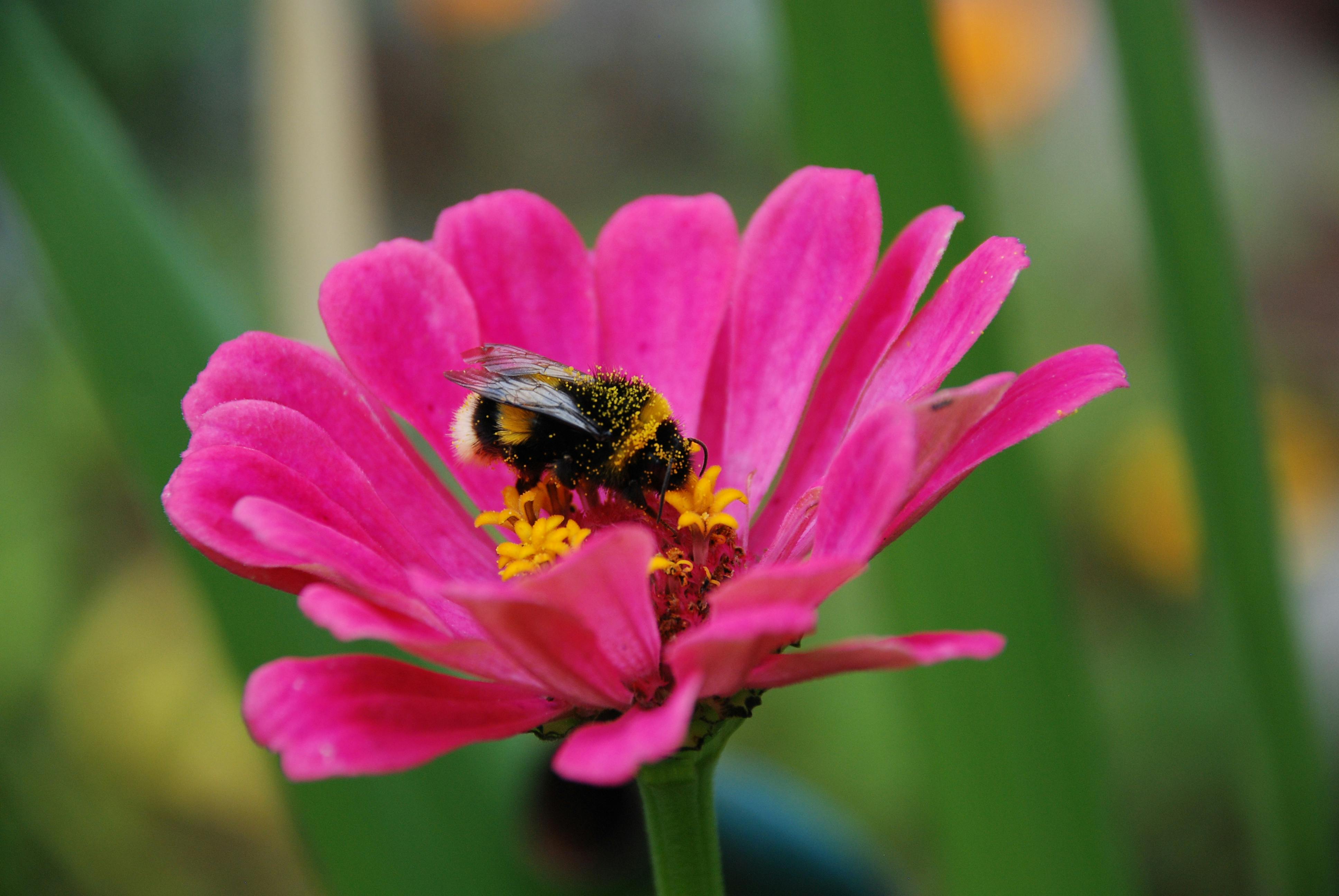Close-Up Shot of a Bee on a Flower · Free Stock Photo