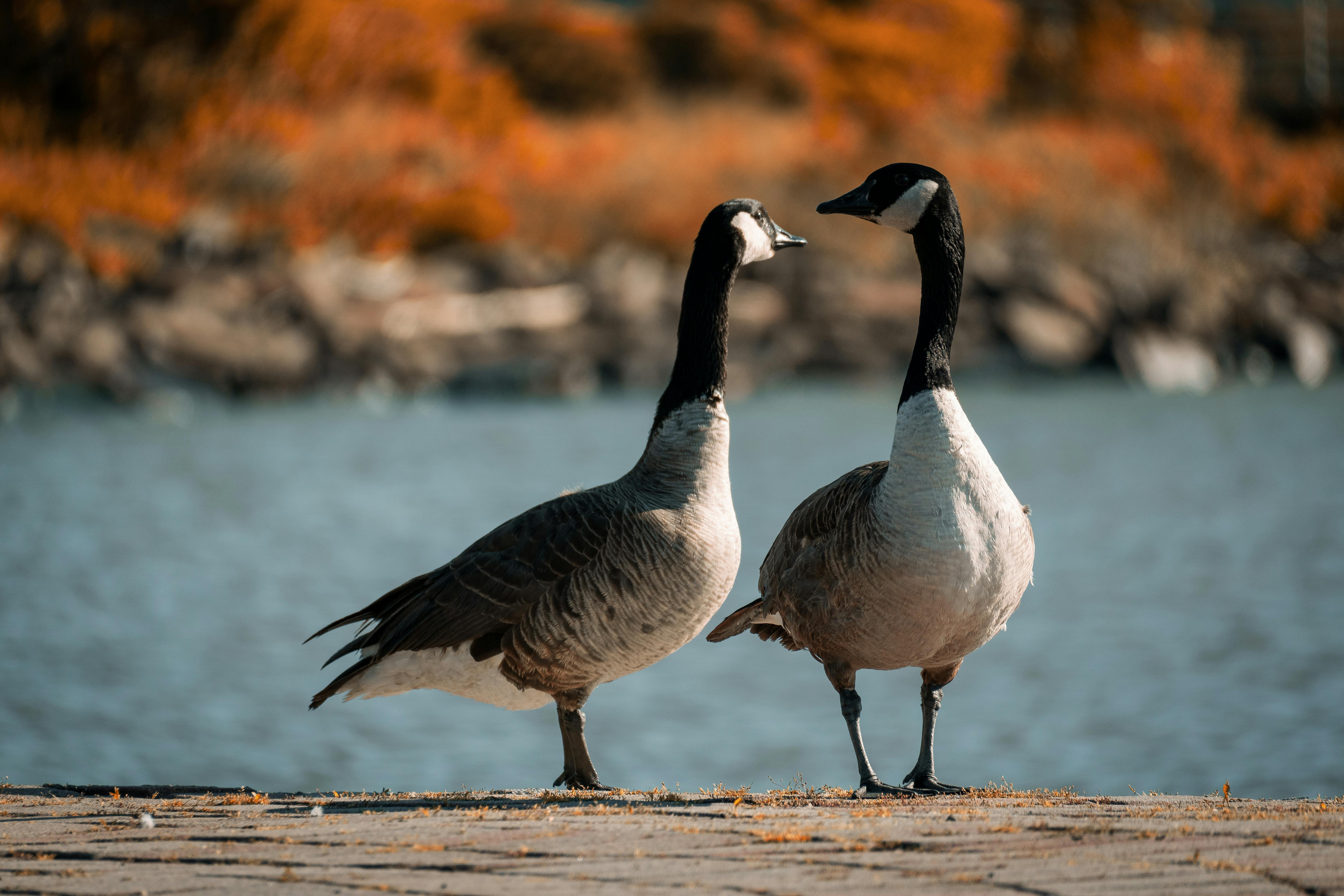 Close-Up Shot of Geese · Free Stock Photo