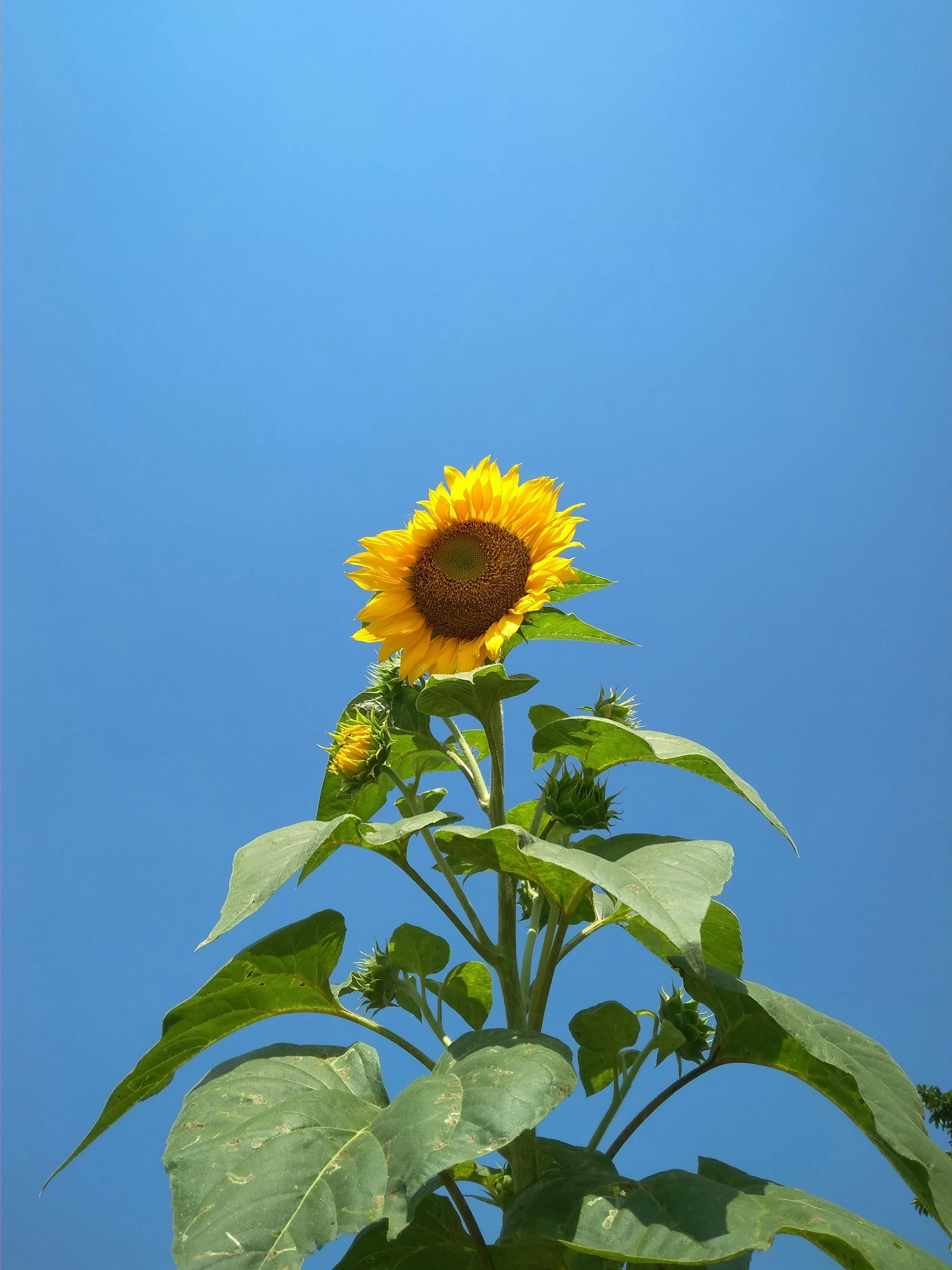 A Sunflower Under the Blue Sky · Free Stock Photo