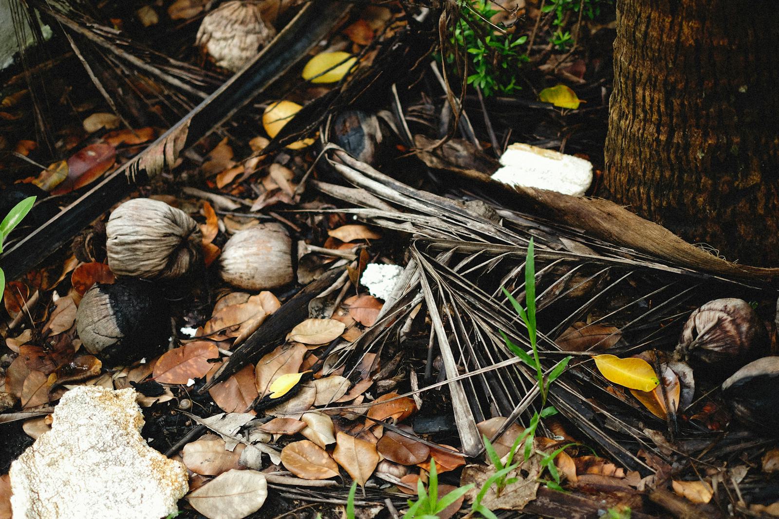 1+ Fotos y Imágenes de Huff duff Gratis · Banco de Fotos Gratis