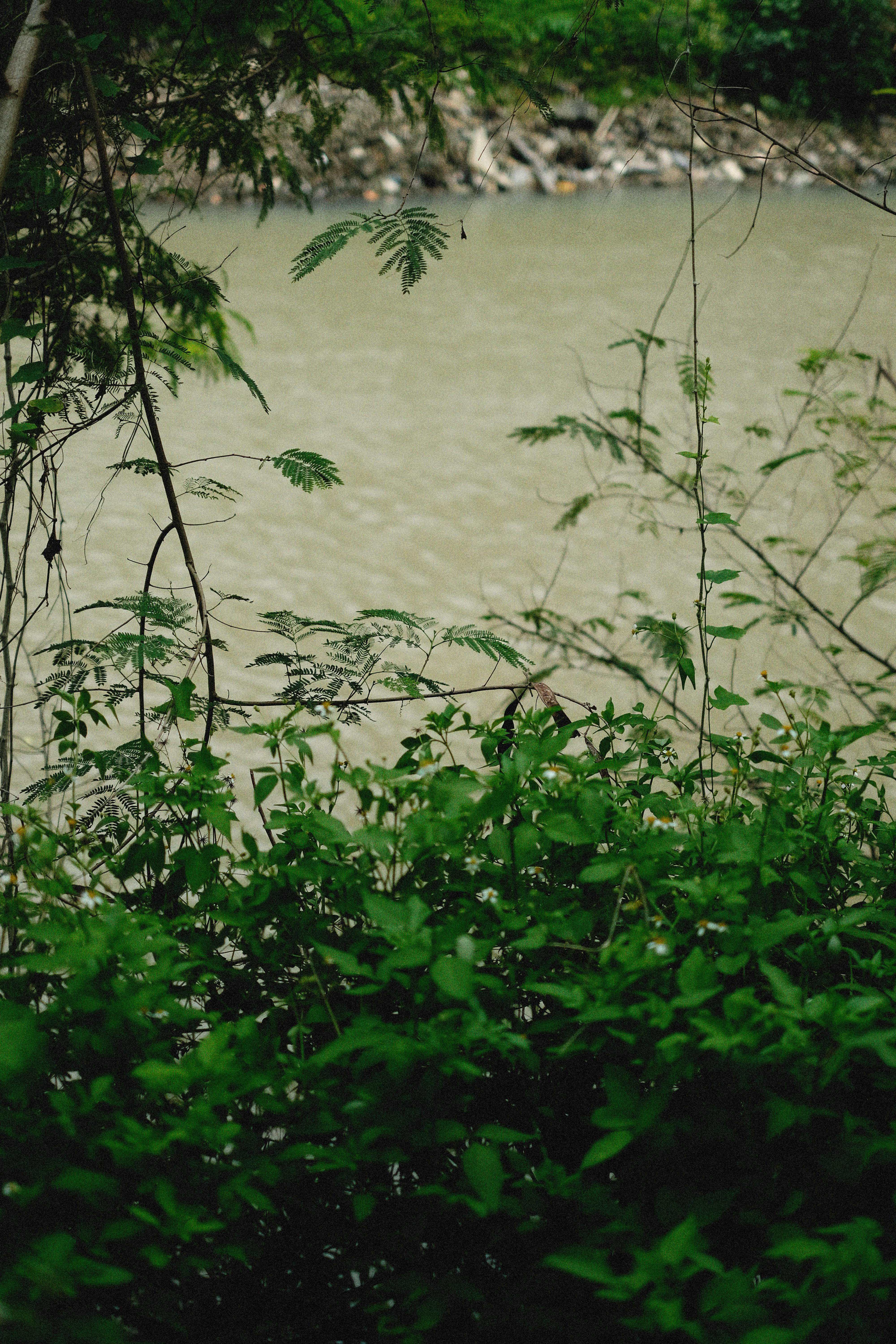 Trees Growing near River in Nature · Free Stock Photo