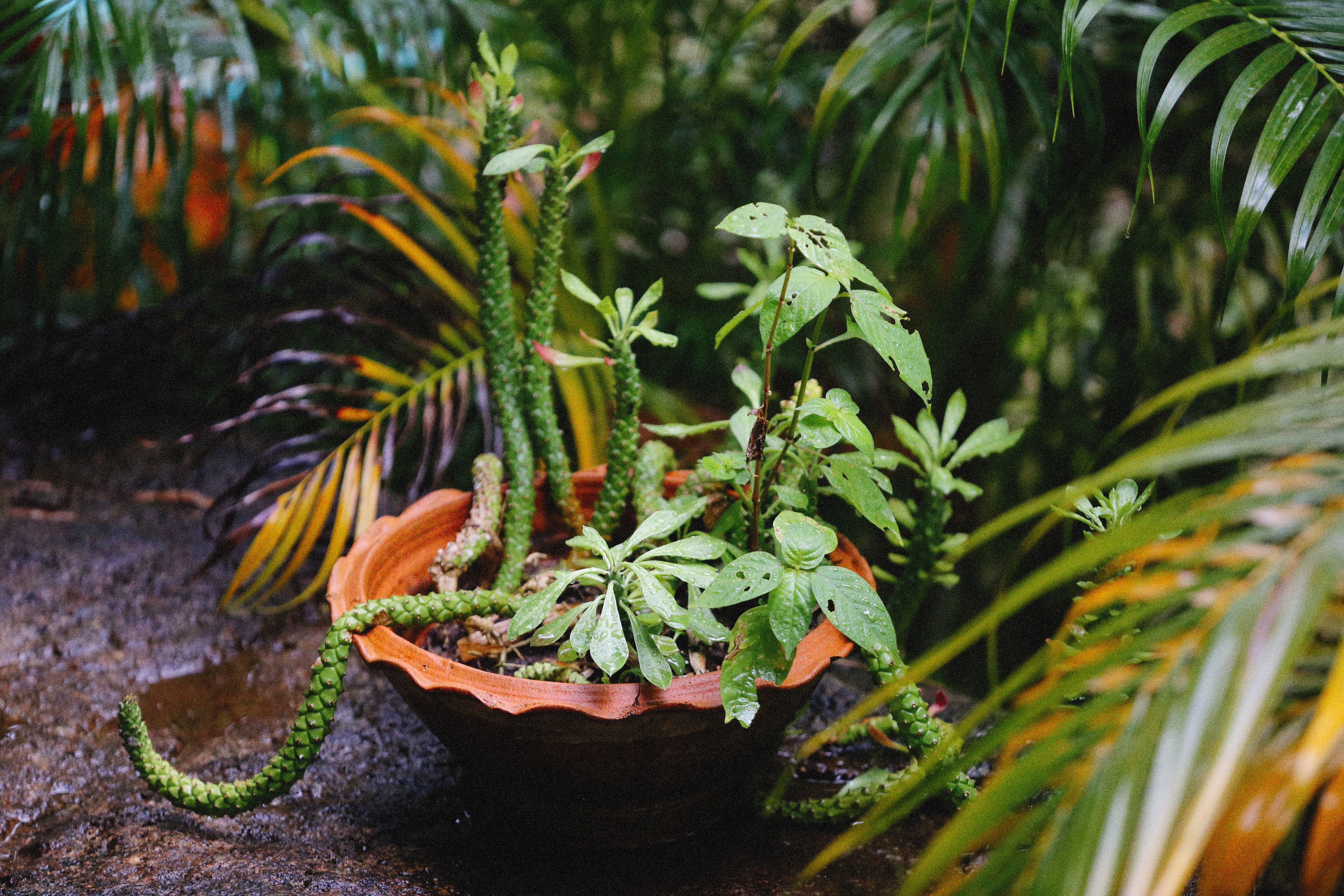 Close Up Shot of a Clay Pot with Plant · Free Stock Photo