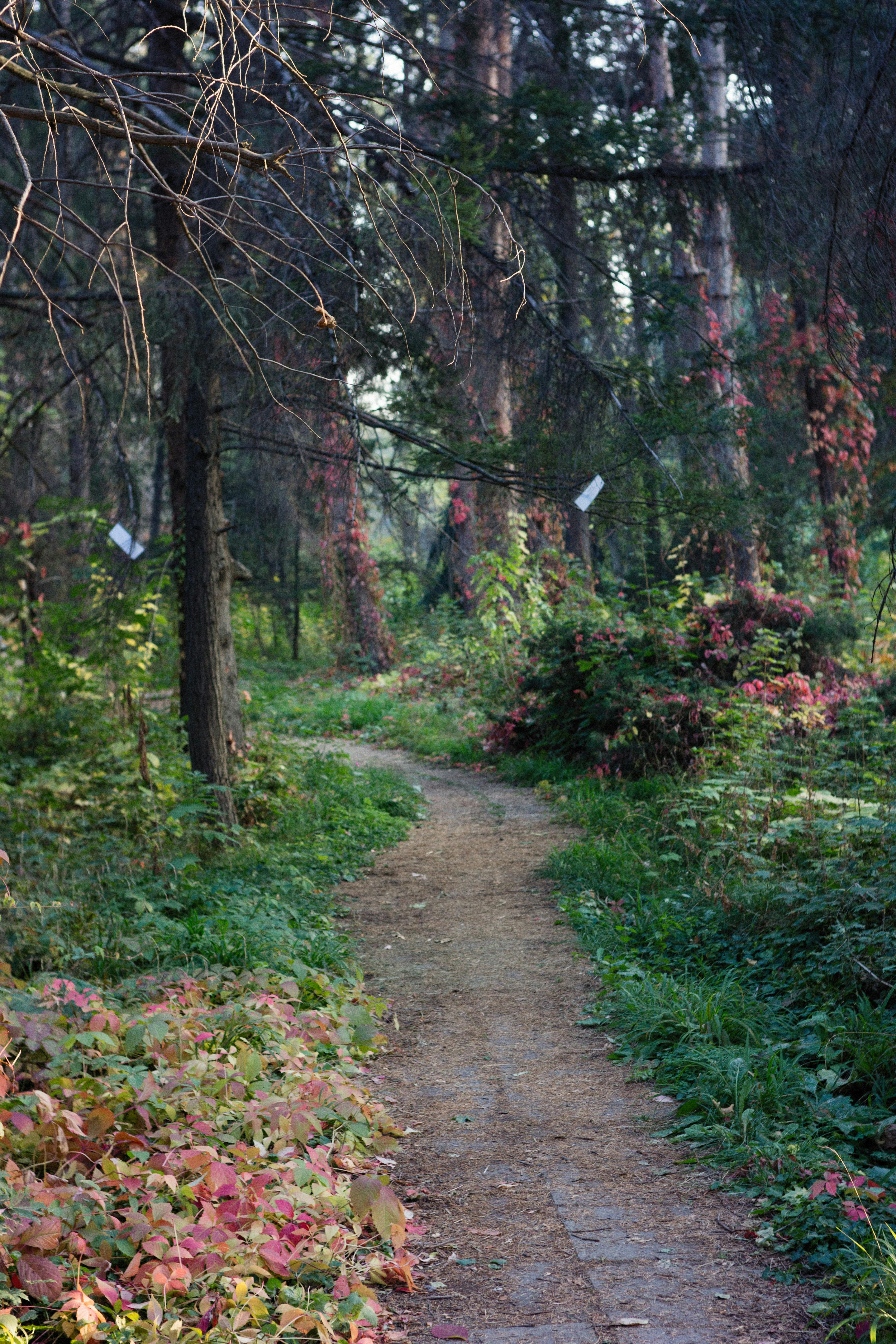 A Trail in the Forest · Free Stock Photo