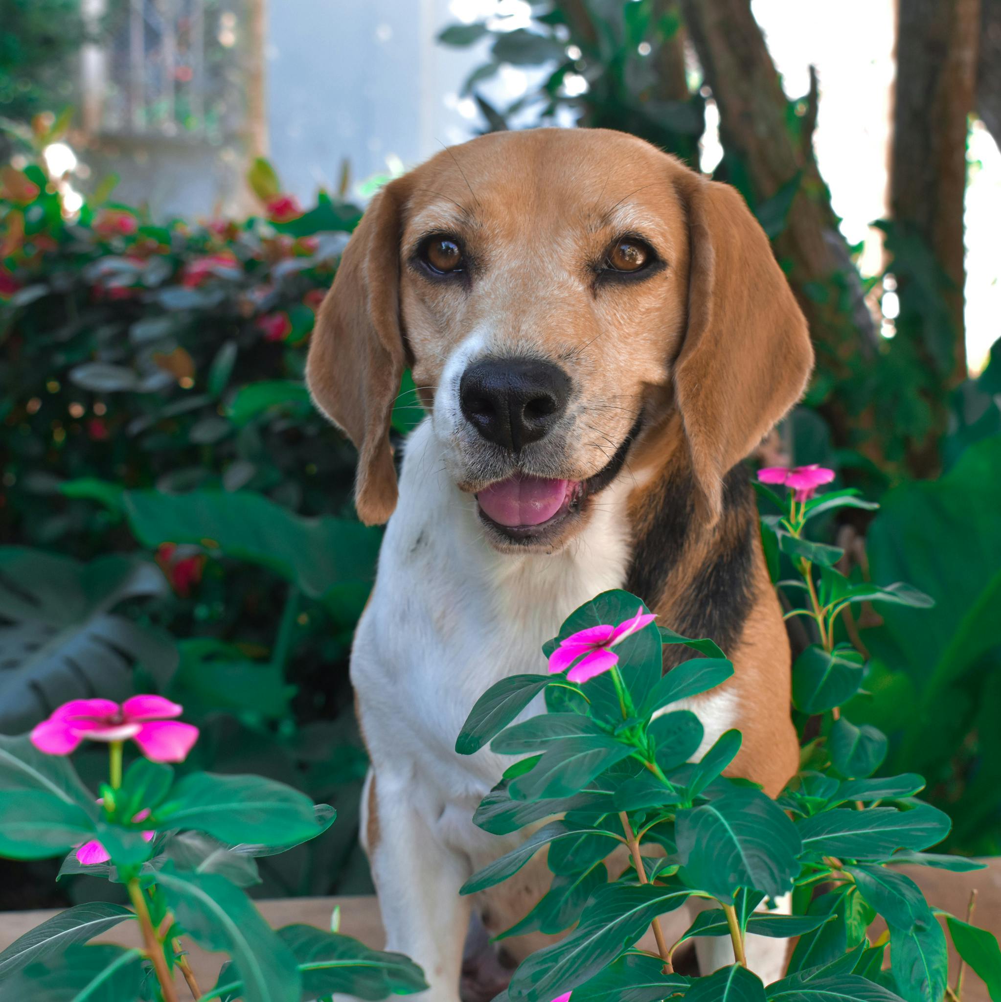 Photo of a Beagle Beside Pink Flowering Plants . · Free Stock Photo
