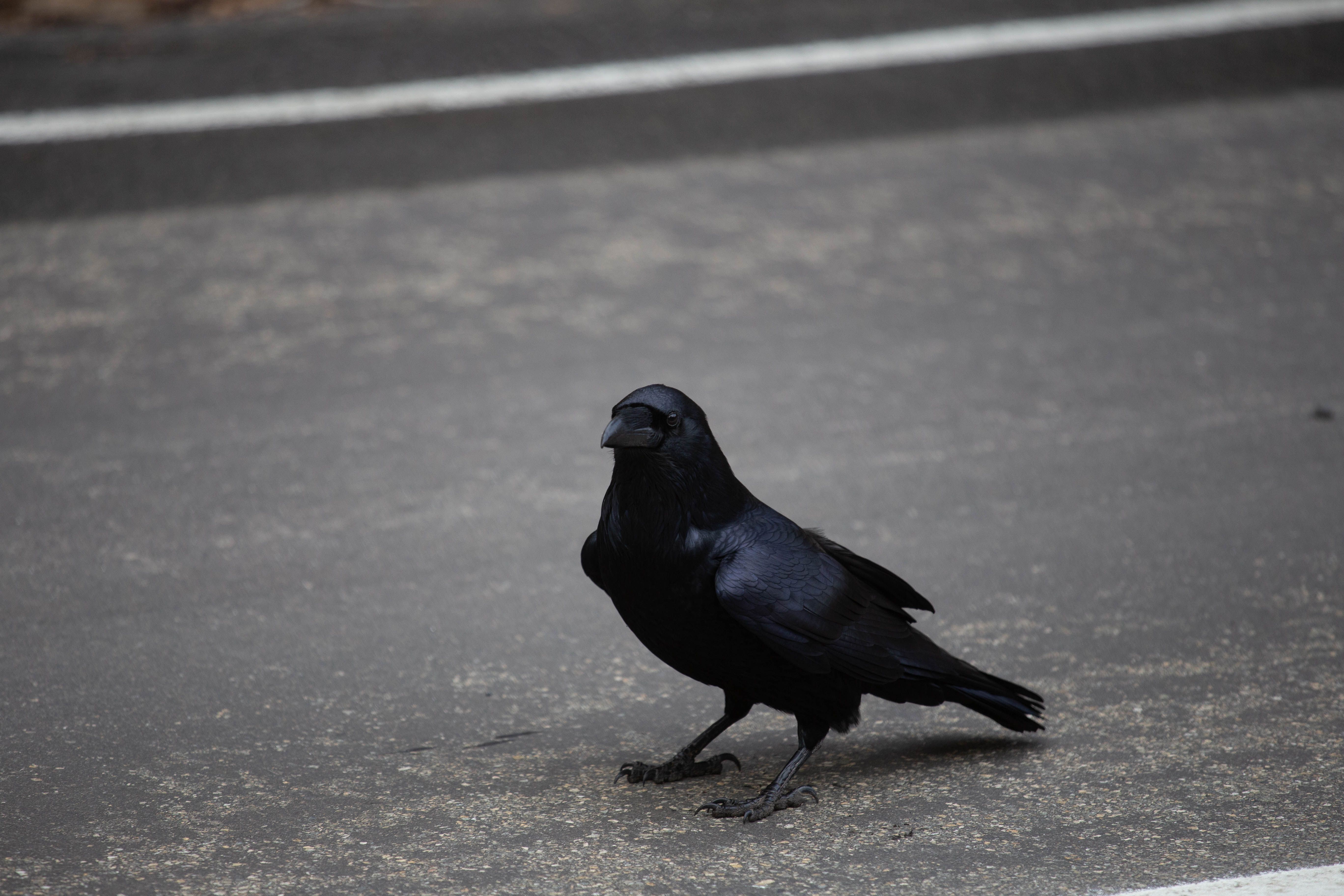 Black Bird Flying Over Tree · Free Stock Photo