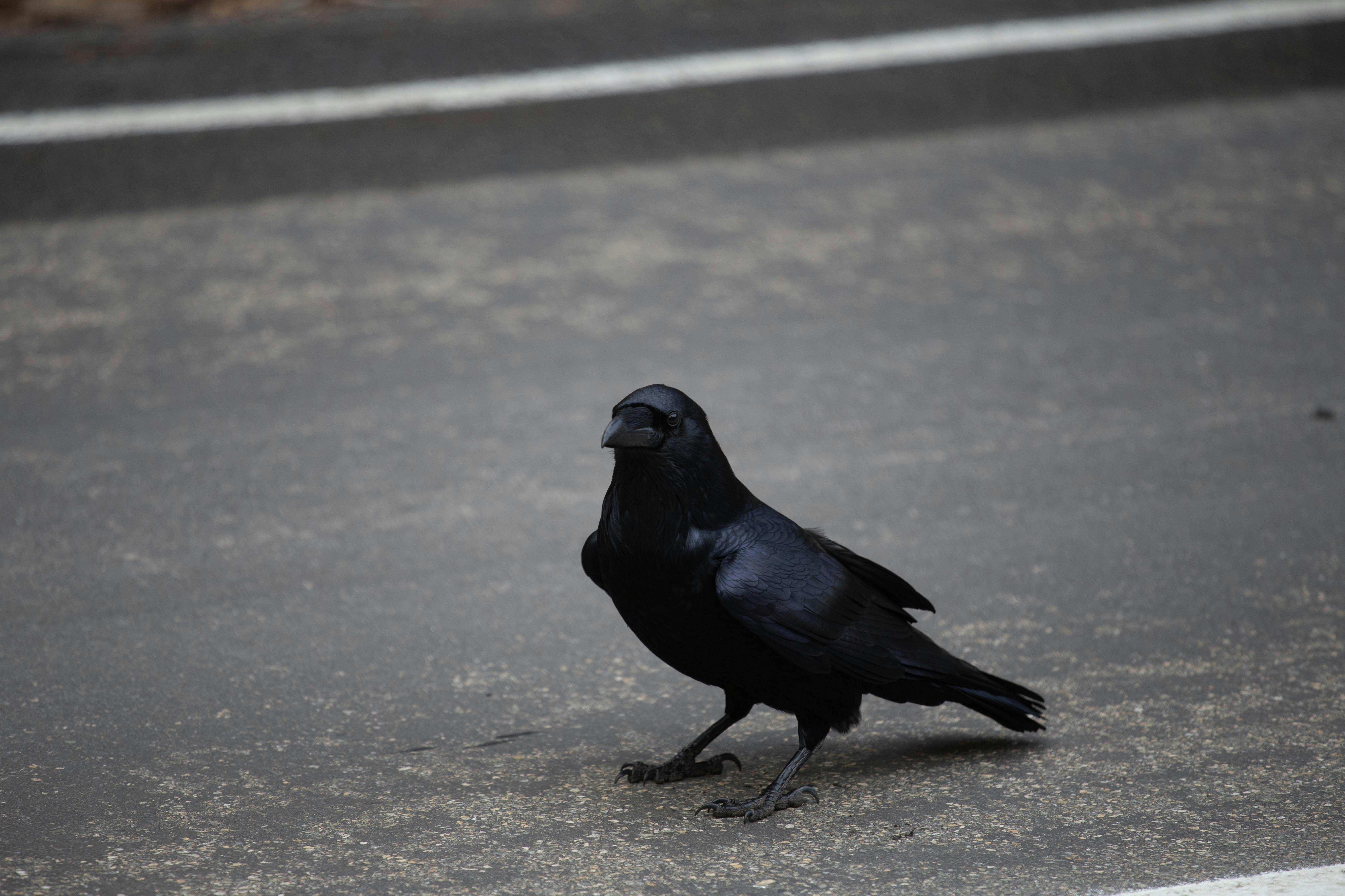 Close Up Photo of a Crow · Free Stock Photo