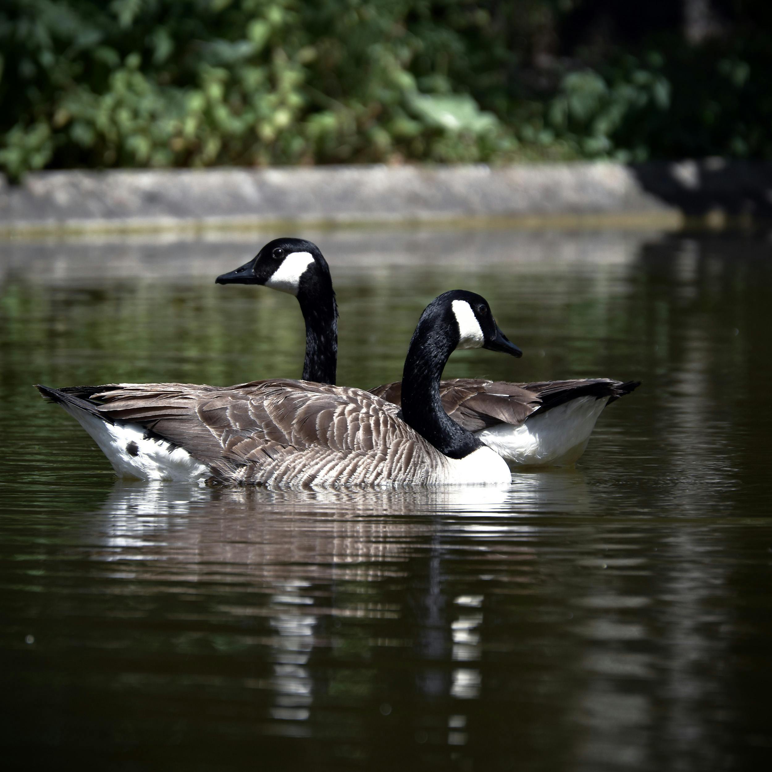 Geese on Water · Free Stock Photo