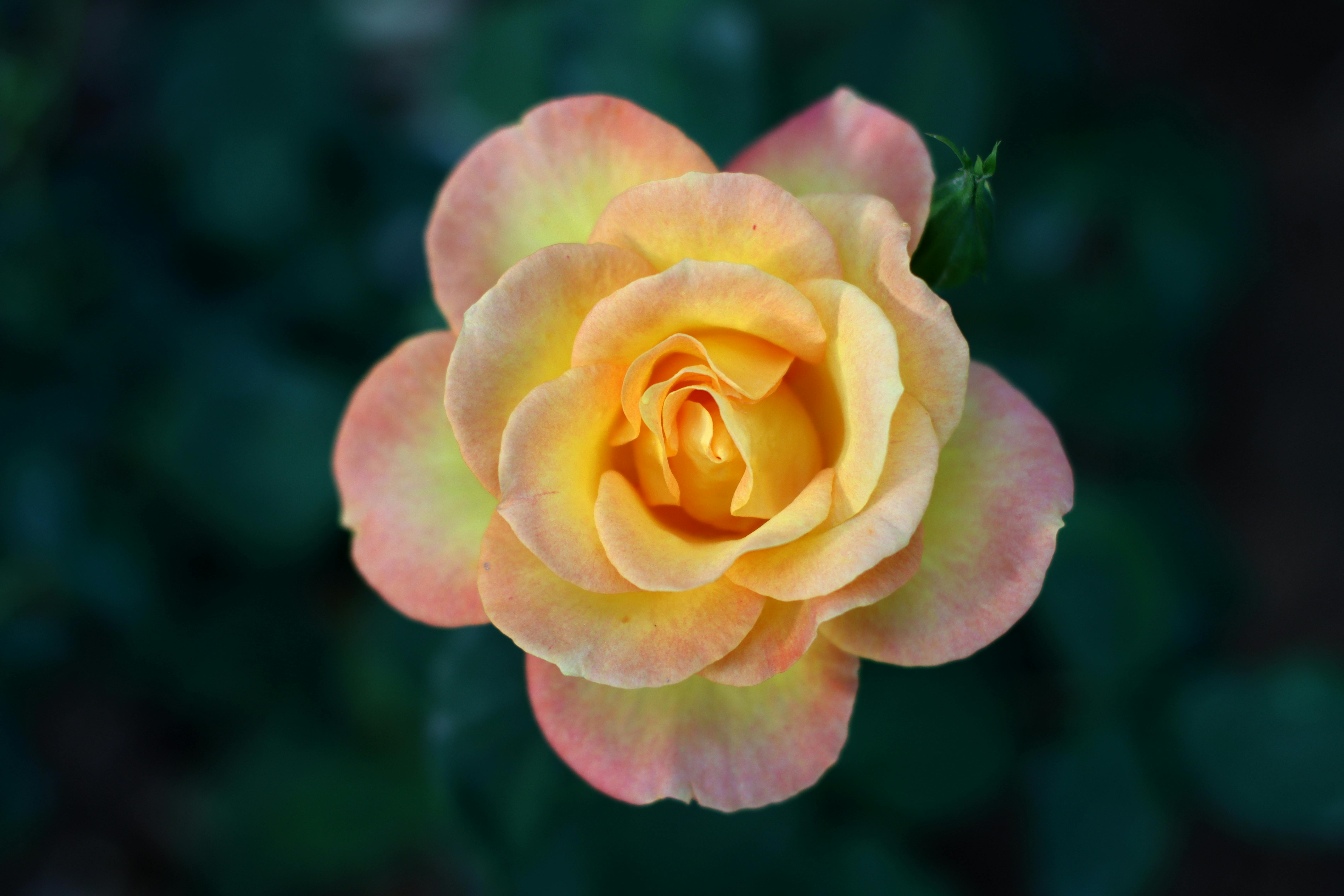 Close-Up Shot of a Rose · Free Stock Photo