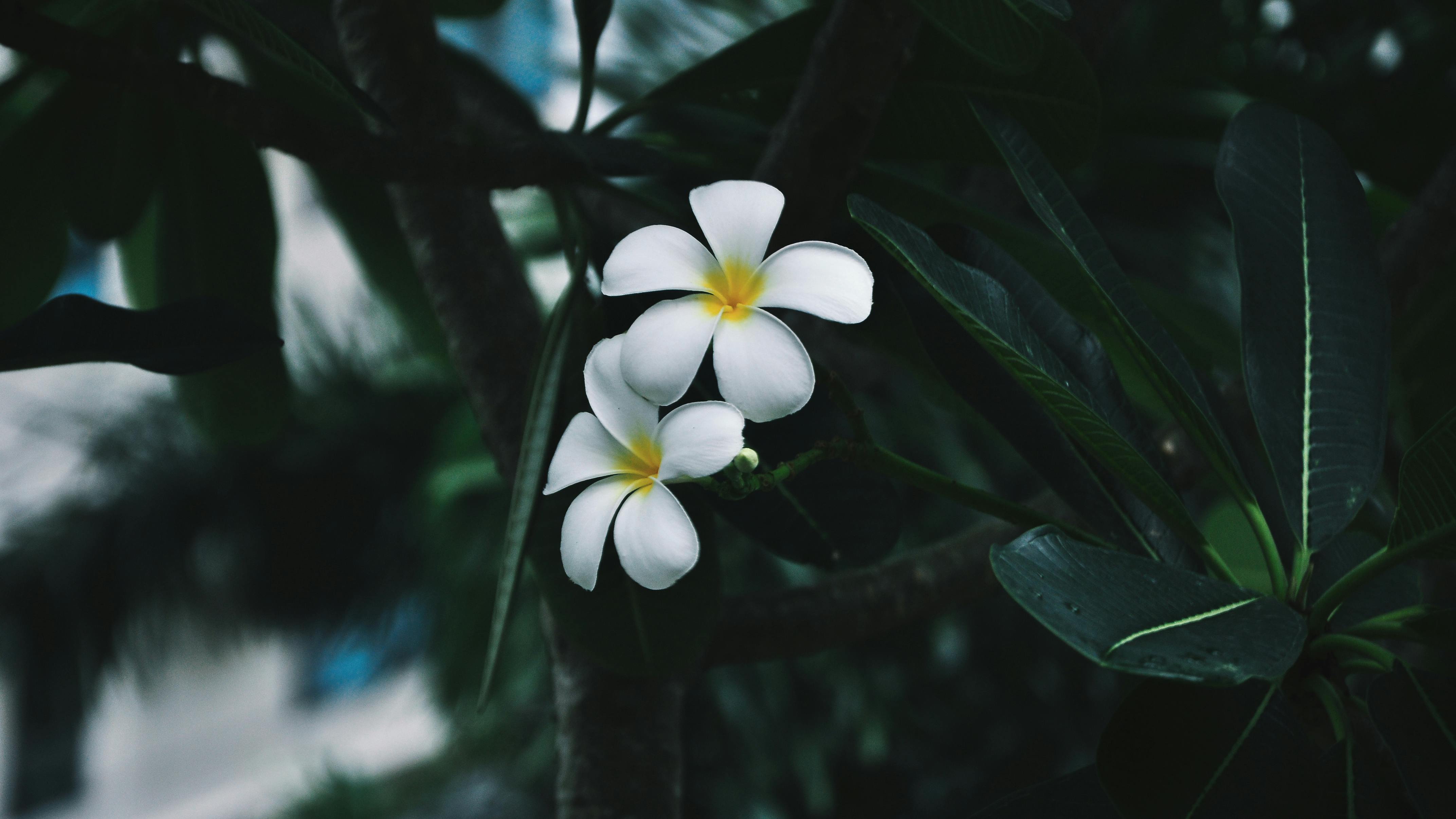 Free stock photo of flowers, plumeria, Temple flowers