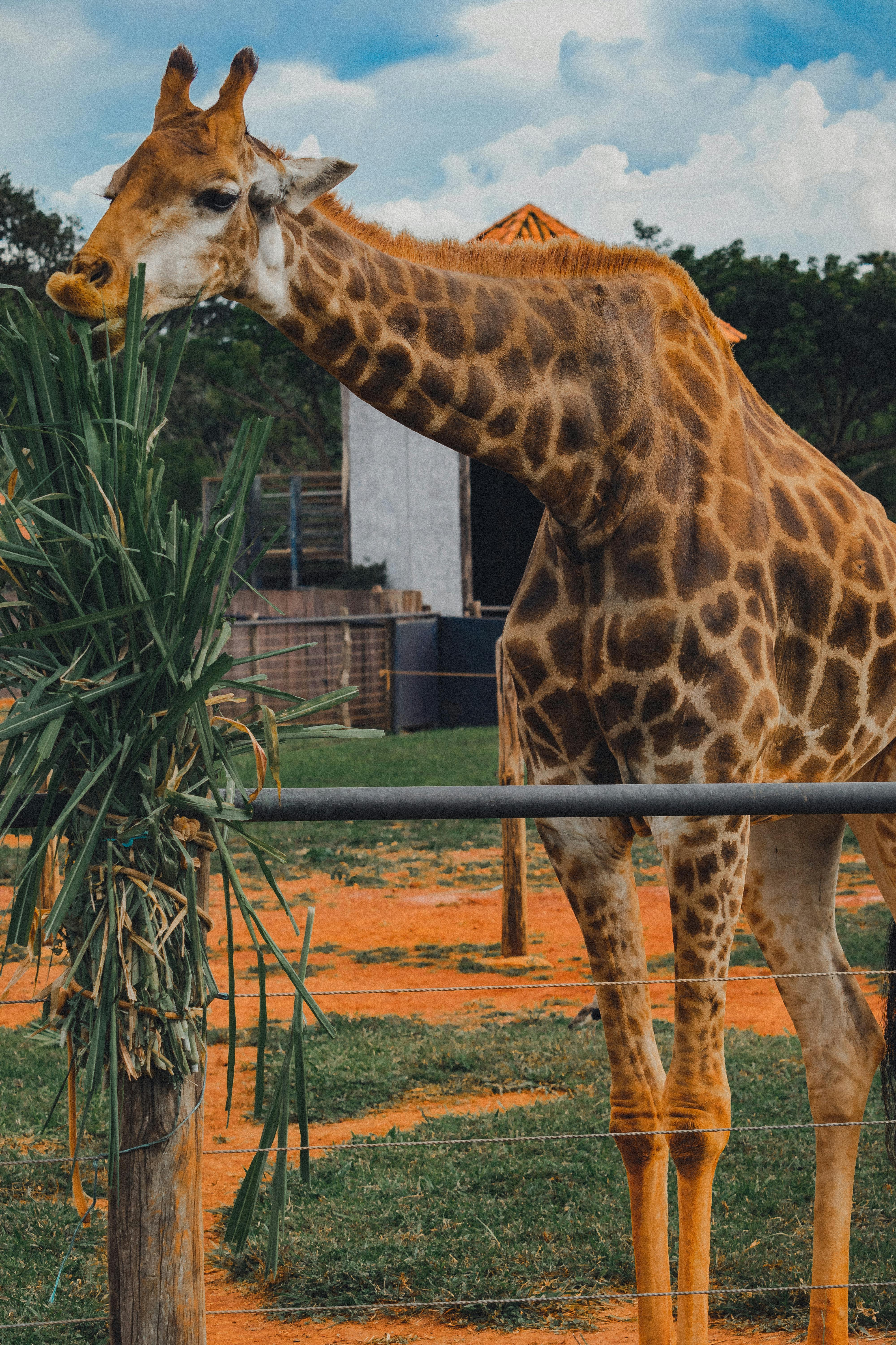 A Giraffe Eating Green Grass · Free Stock Photo