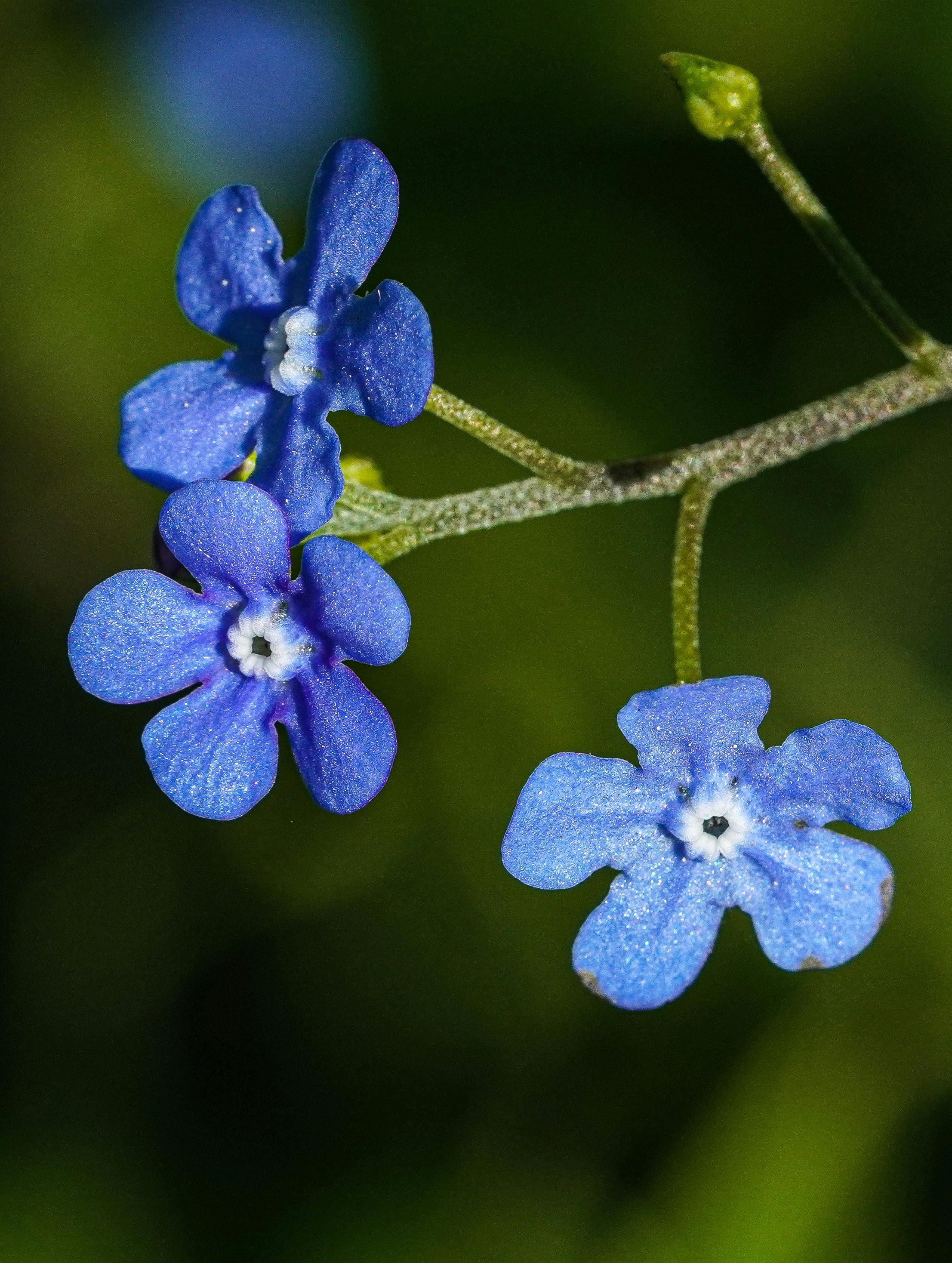 Photo of Viper's-Bugloss Flowers in Bloom · Free Stock Photo