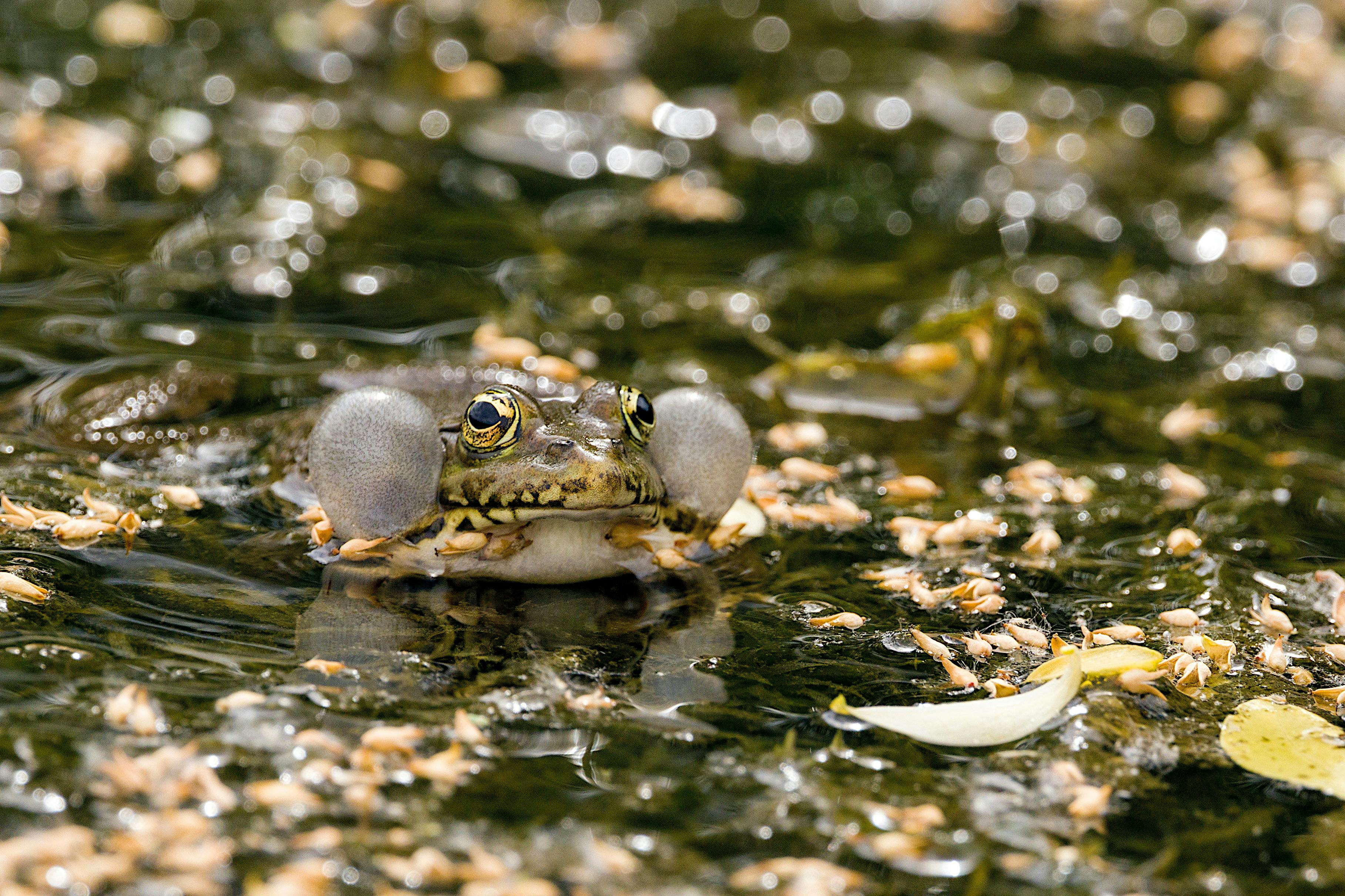 Close Up Photo of a Frog · Free Stock Photo