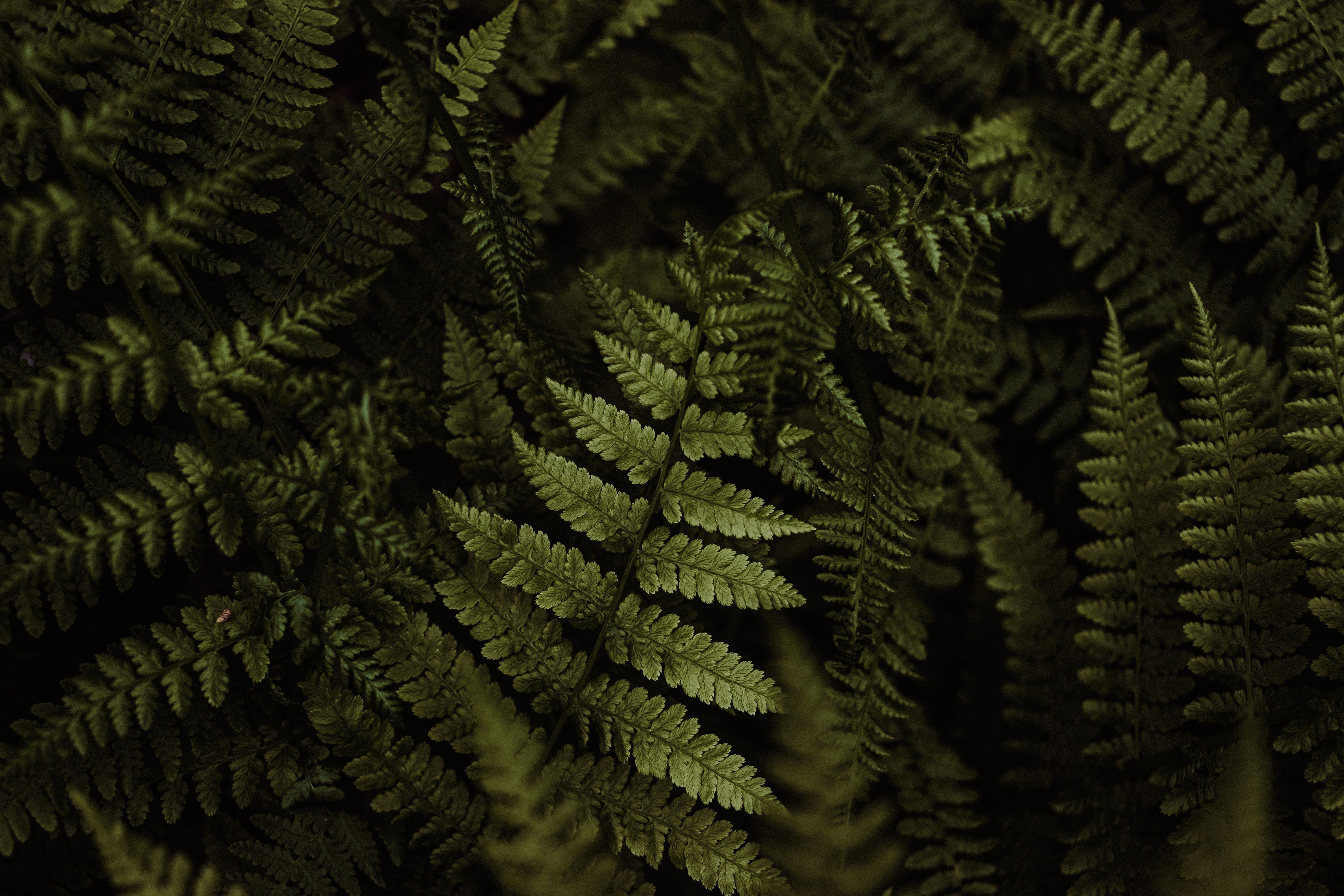 Green Fern Plant in Close Up Photography · Free Stock Photo