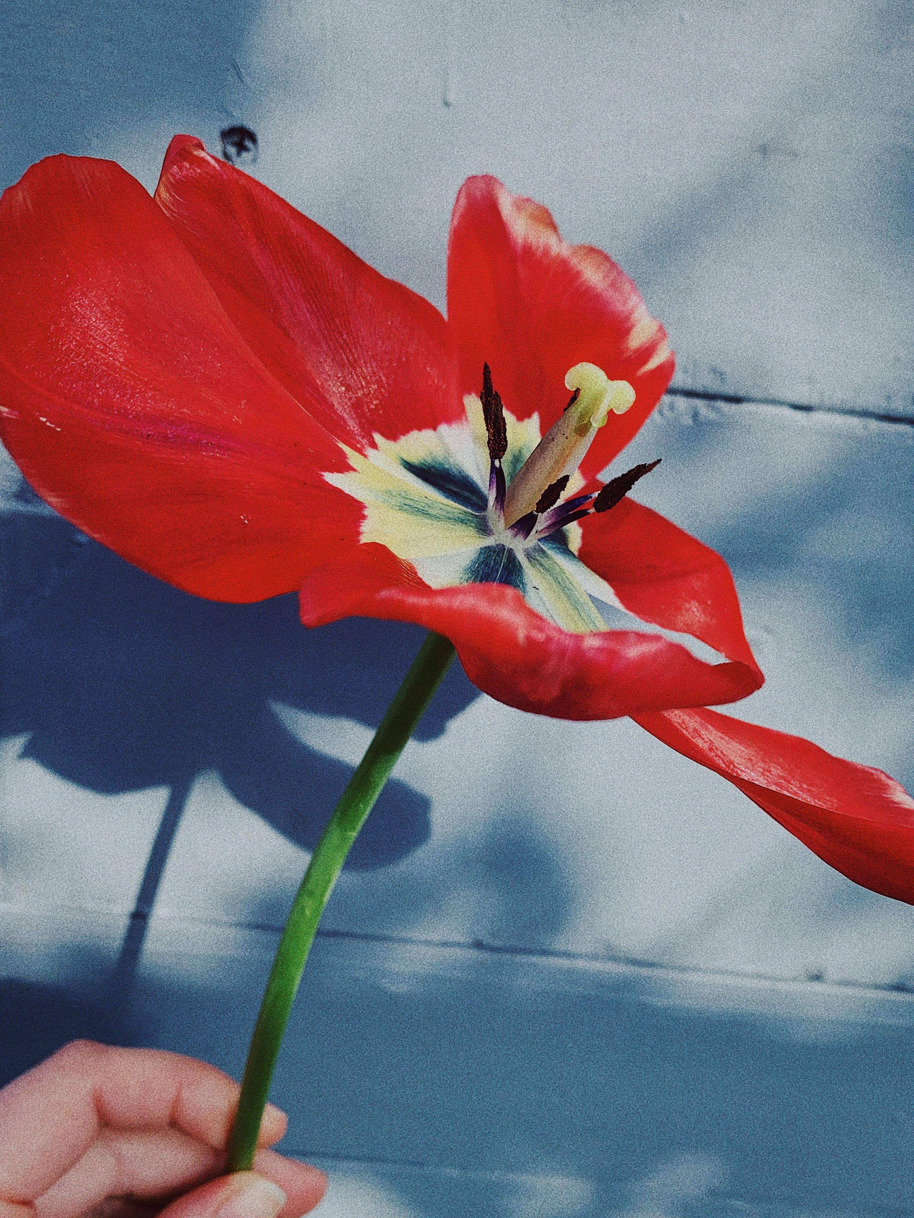 Red Flower in Close Up Shot · Free Stock Photo