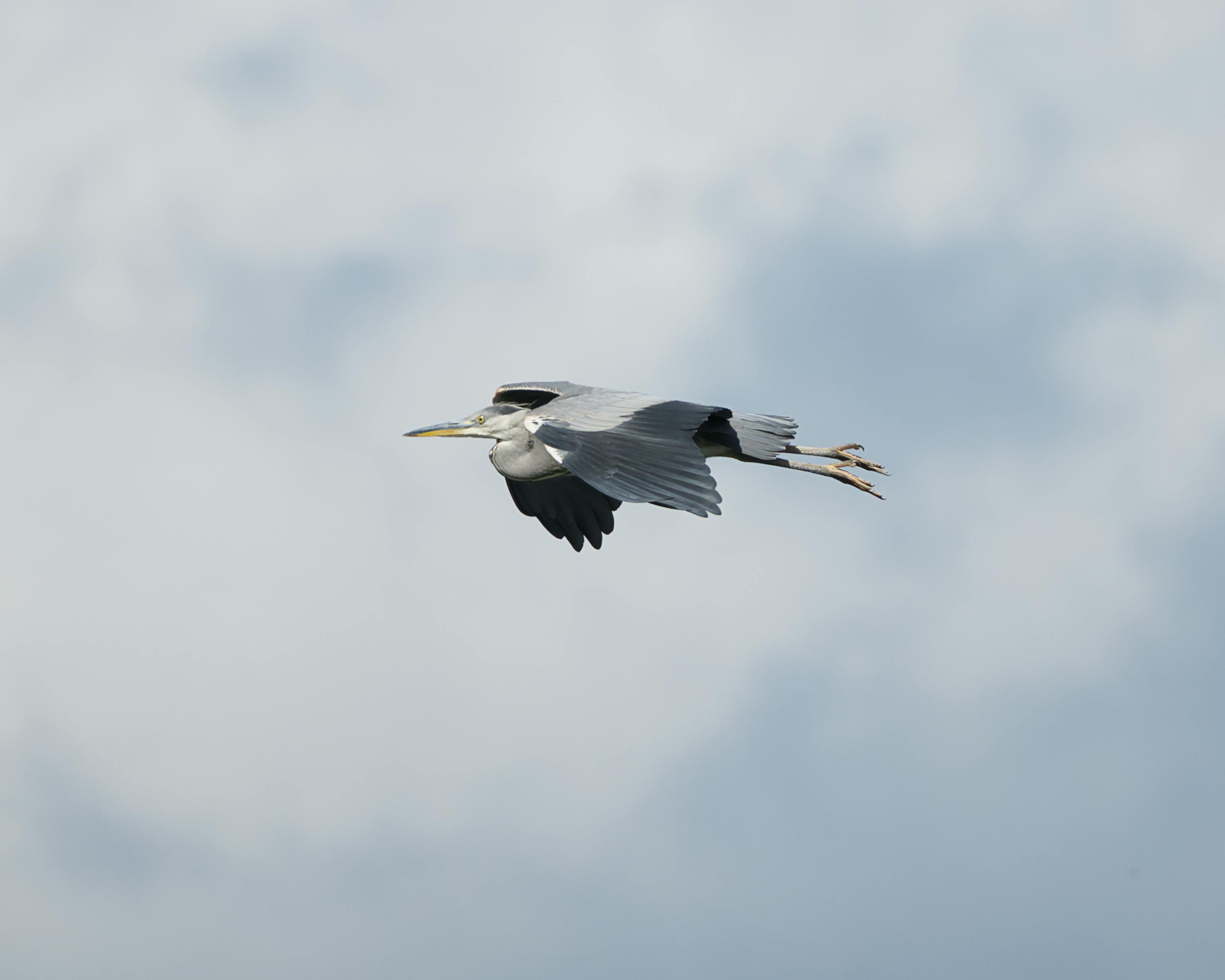 Photo of a Bird Flying · Free Stock Photo