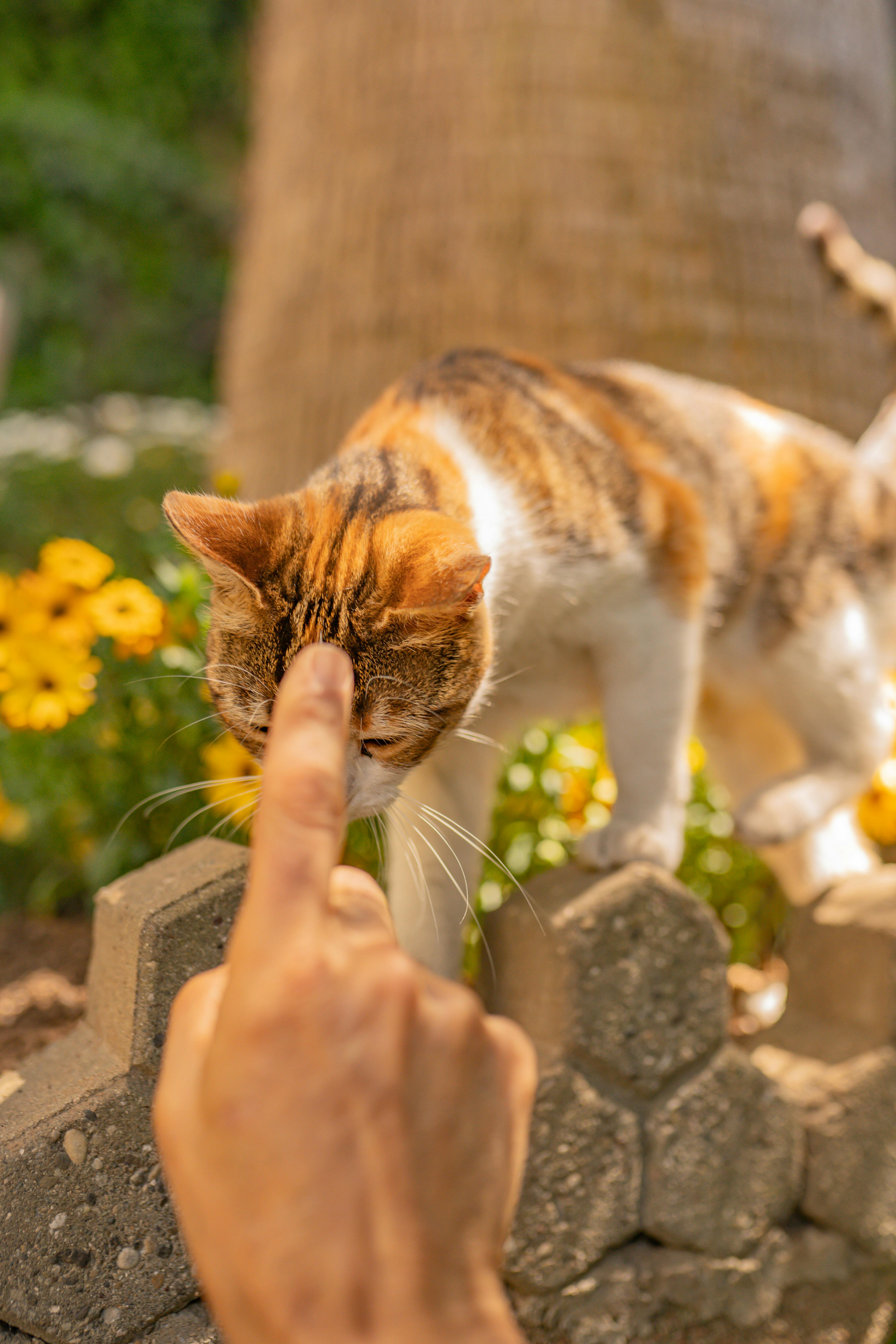 Person Pointing at a Cat · Free Stock Photo