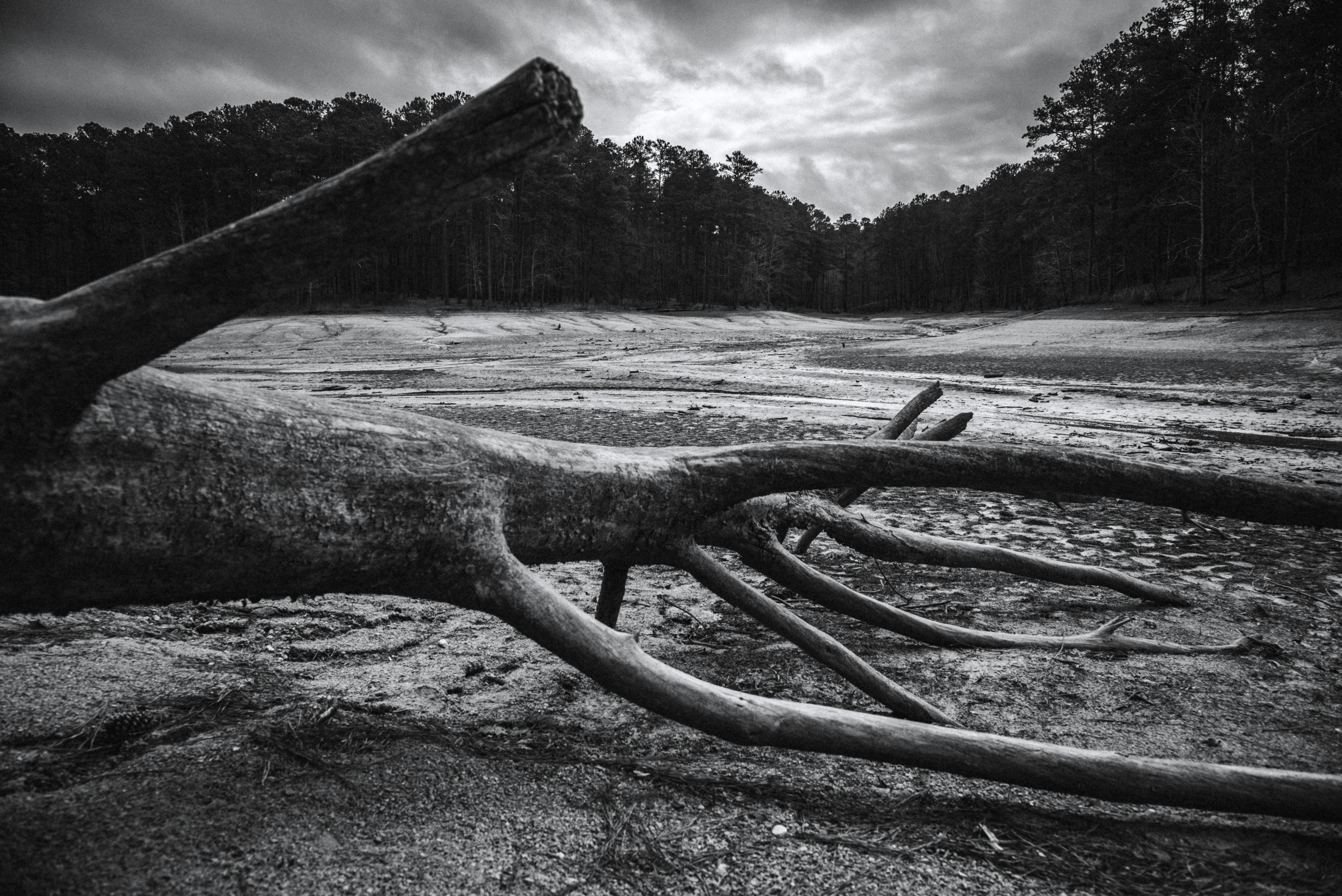 Grayscale Photo of Tree Trunk Lying on Ground · Free Stock Photo